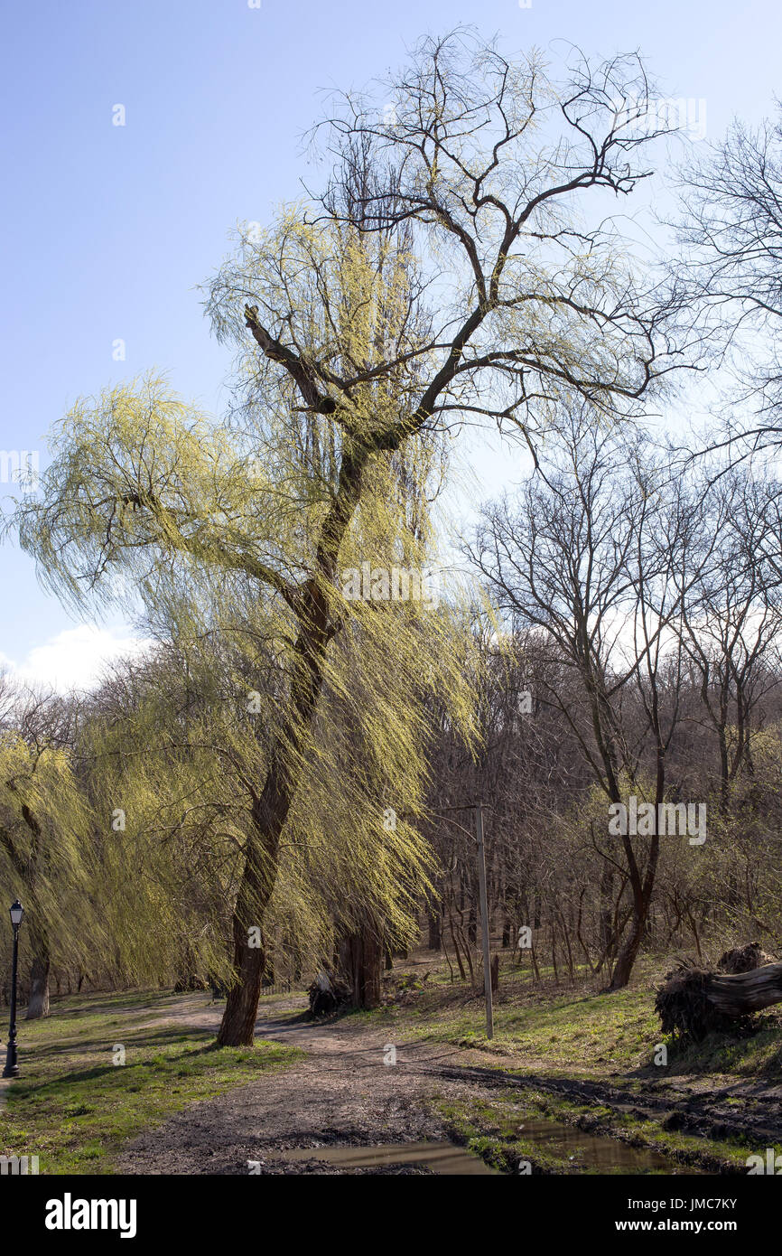 Tall willow and park alley Stock Photo - Alamy