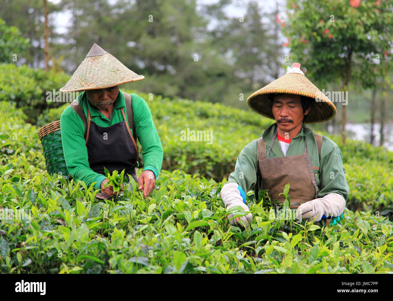 Indonesian Tea Plantation High Resolution Stock Photography and Images ...