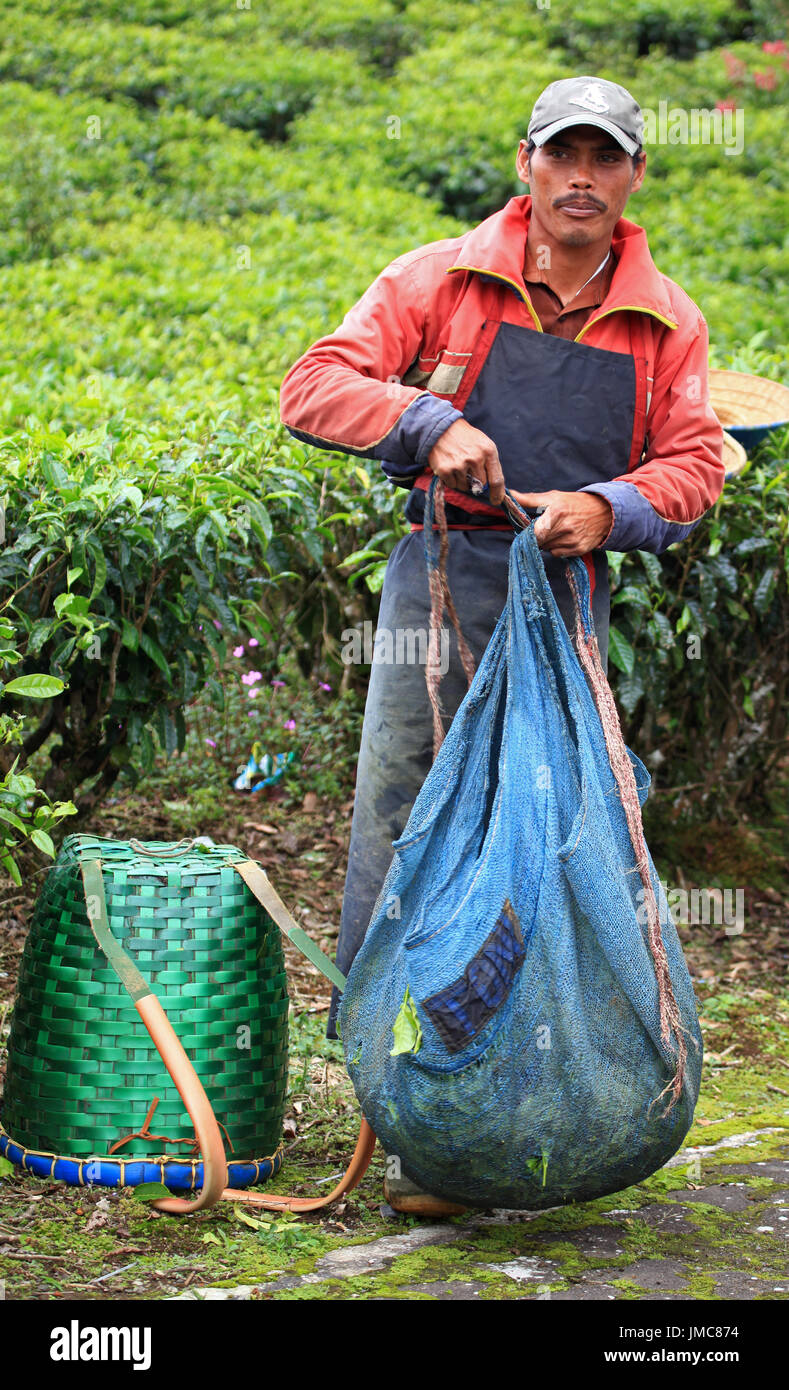Indonesian Tea Pickers in a tea plantation in Ciwidey, West Java ...