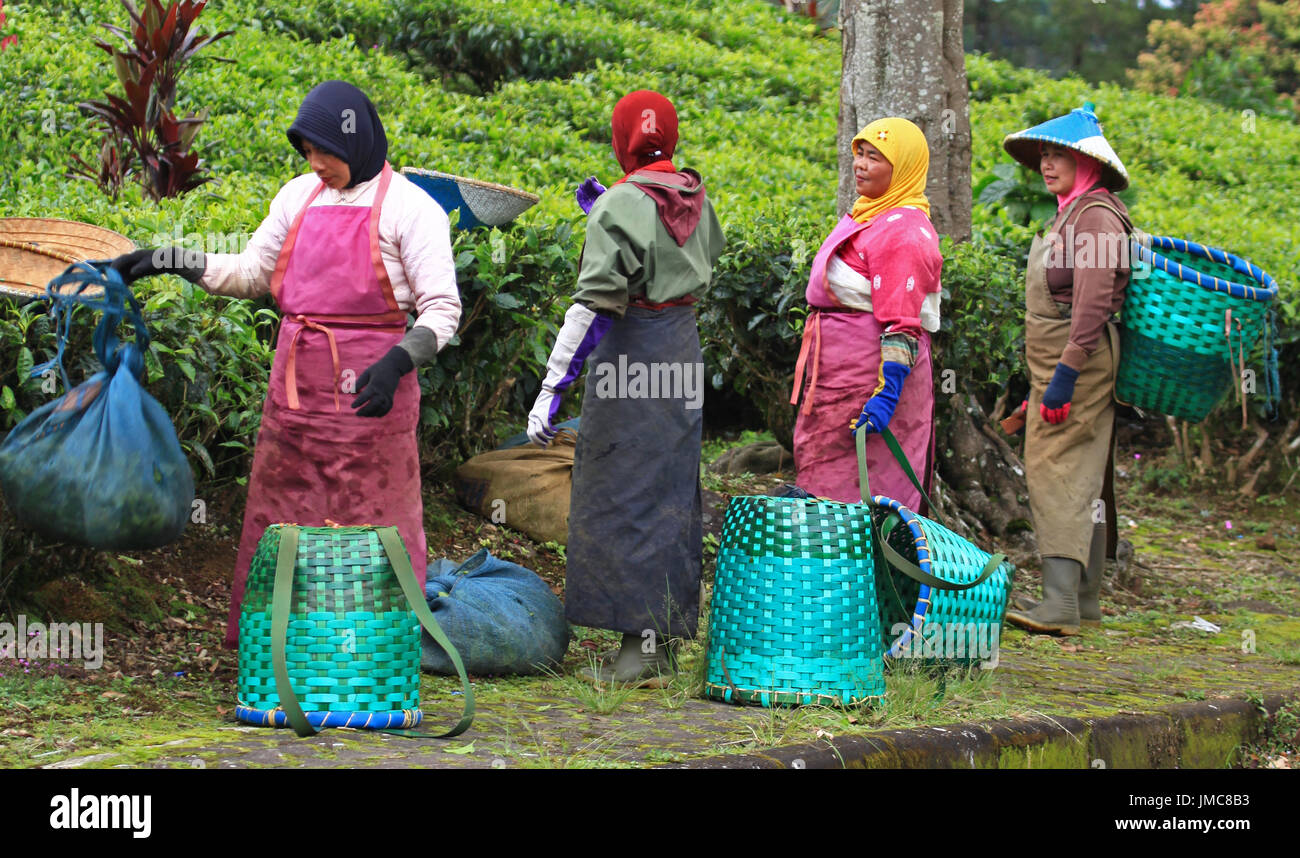 Indonesian Tea Pickers in a tea plantation in Ciwidey, West Java ...