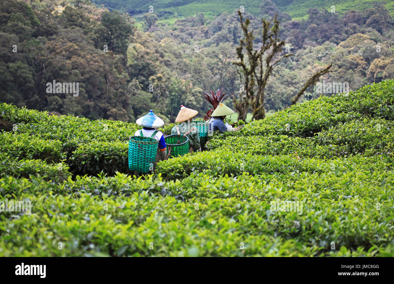 Indonesian Tea Pickers in a tea plantation in Ciwidey, West Java ...