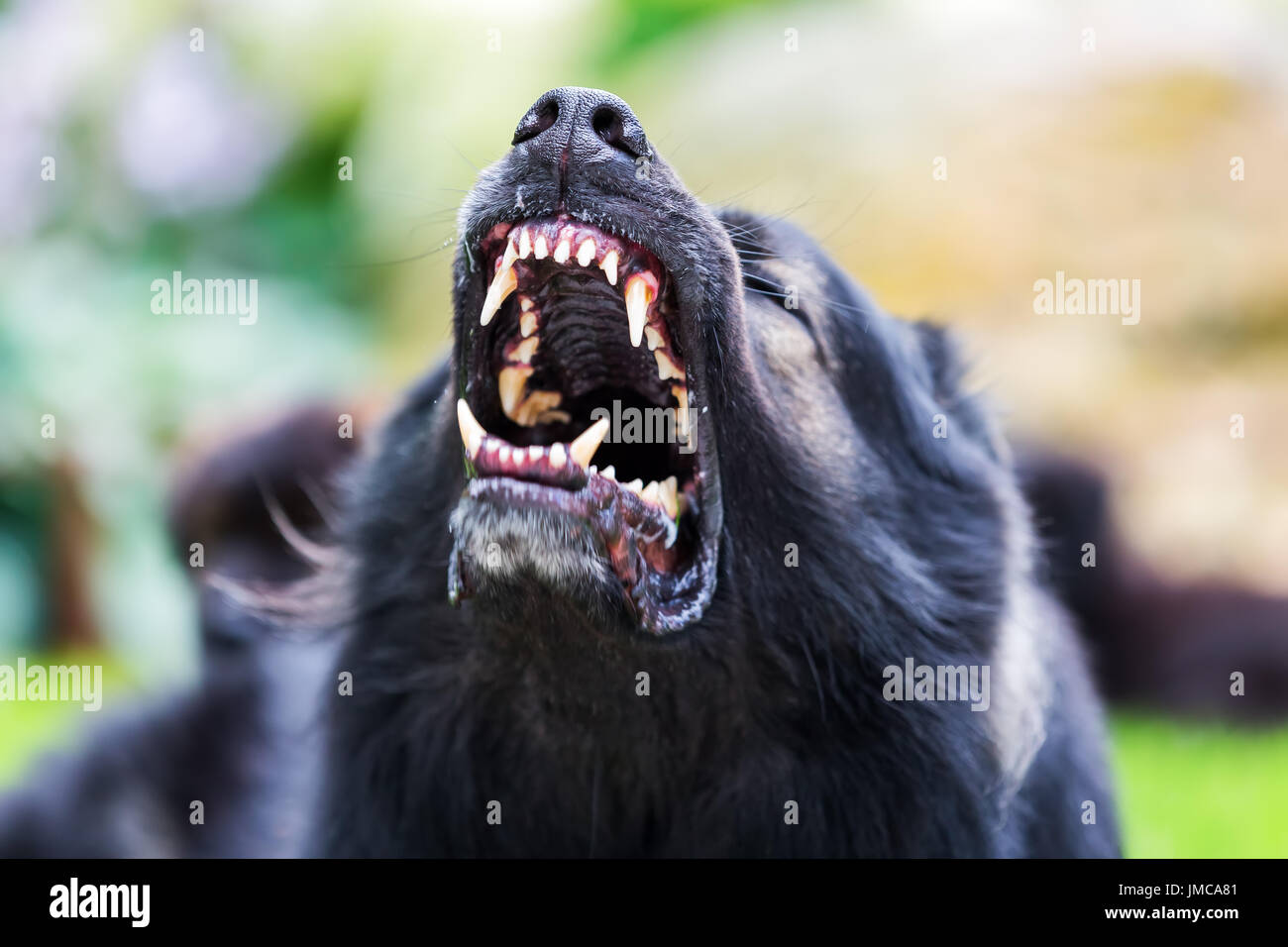 closeup picture of an aggressive barking old German Shepherd dog Stock ...