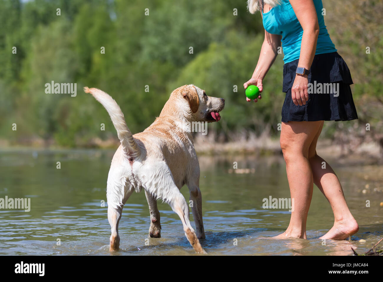 mature woman plays with a labrador retriever in the lake Stock Photo ...