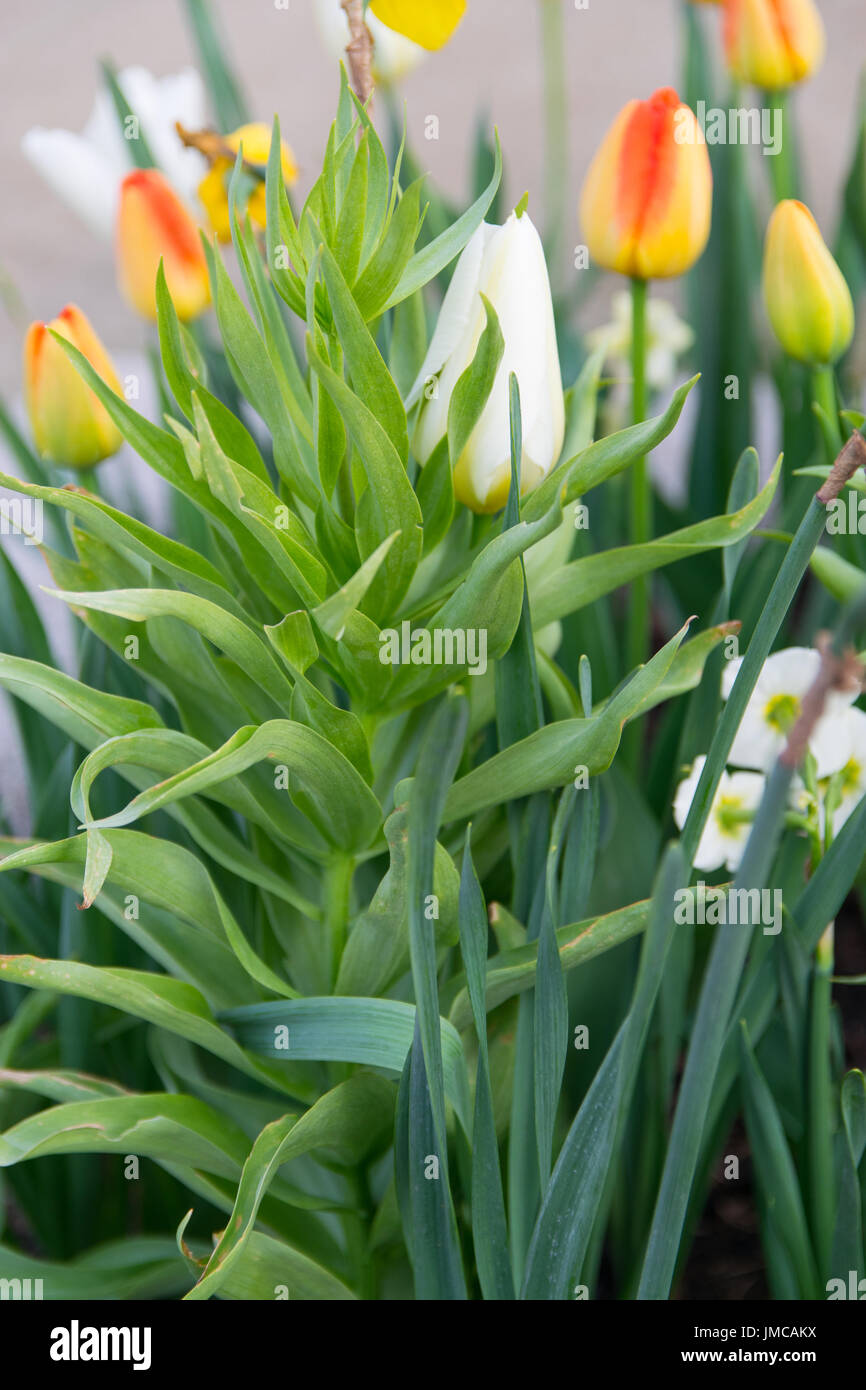 Architecture vienna garden park flowers hi-res stock photography and ...