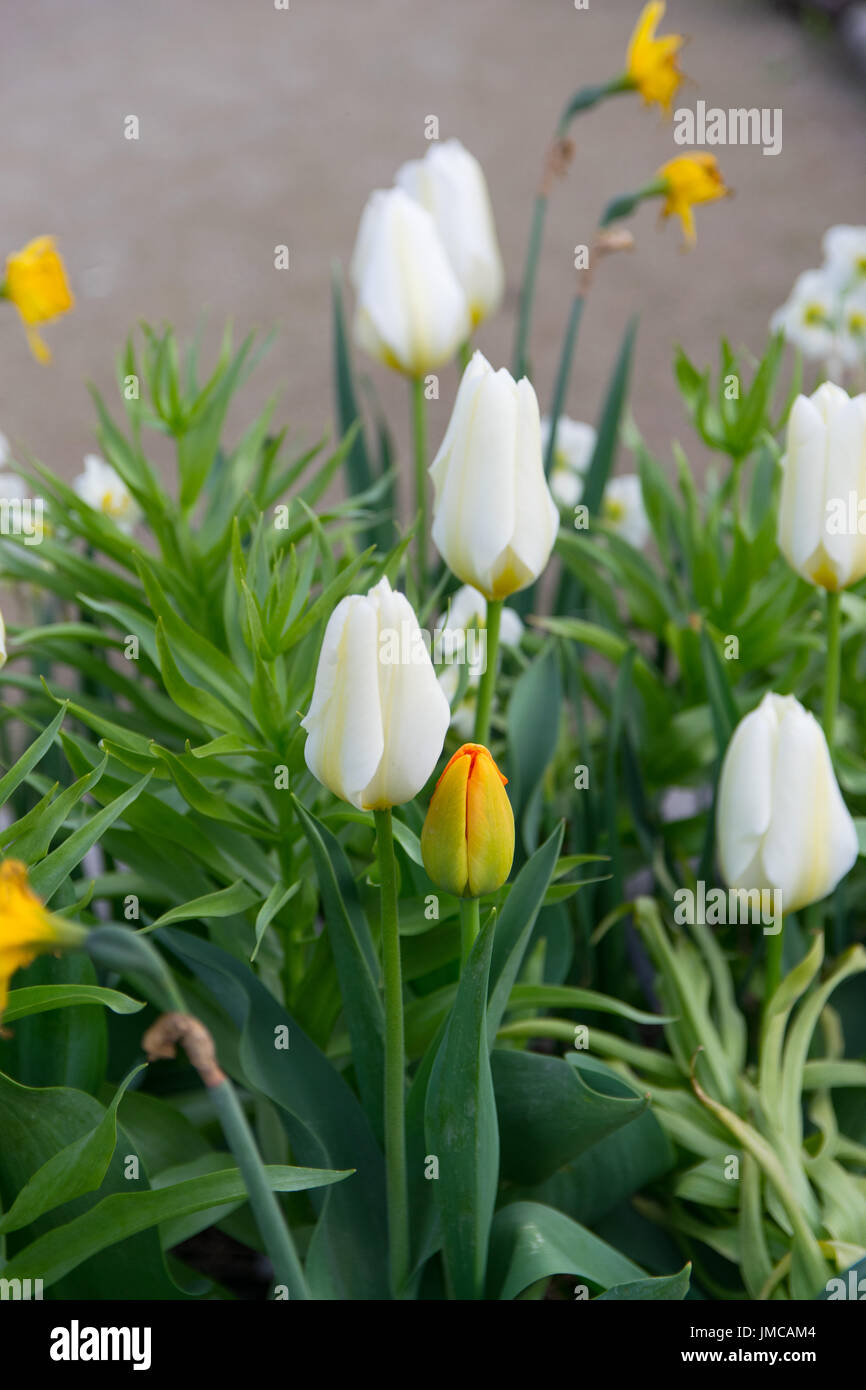 Vienna flowers hi-res stock photography and images - Alamy