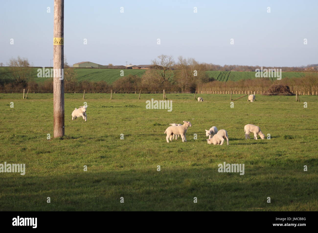 Jumping lamb cute hi-res stock photography and images - Alamy