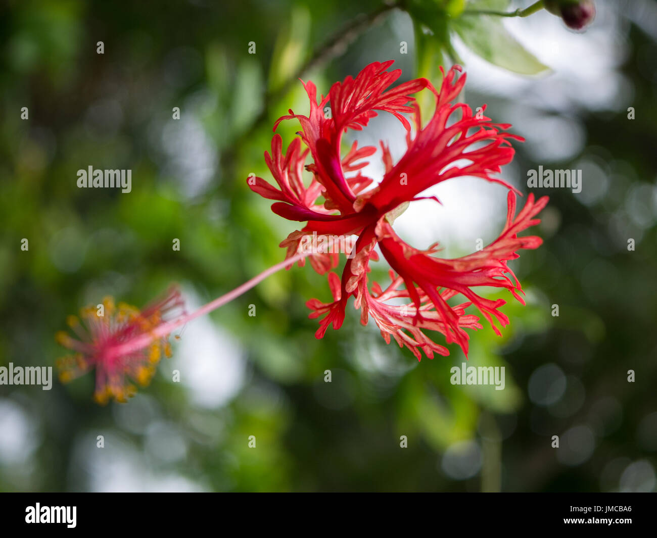 Spider Hibiscus High Resolution Stock Photography and Images - Alamy