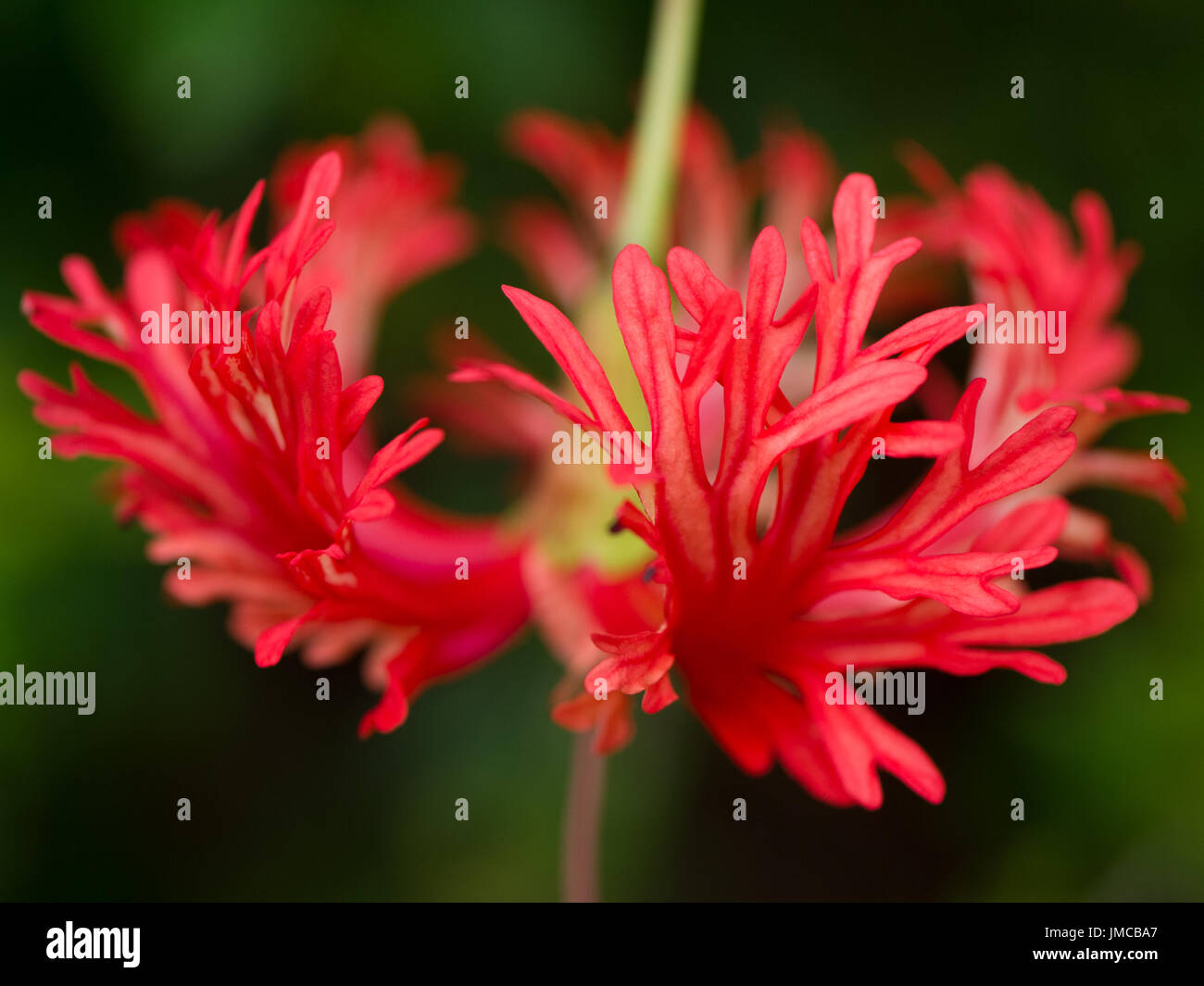 Native hibiscus hi-res stock photography and images - Alamy