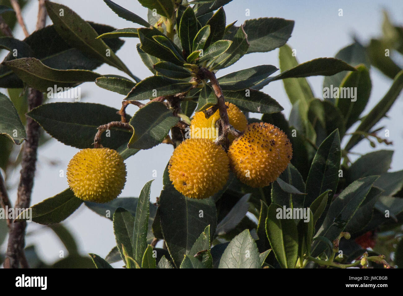 Rambutan Tree Images