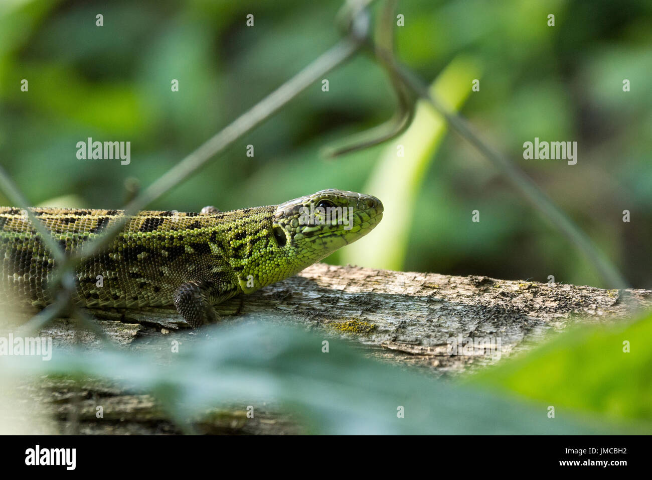 Green lizard on a log, Russia, a village, summer, 2017 Stock Photo - Alamy