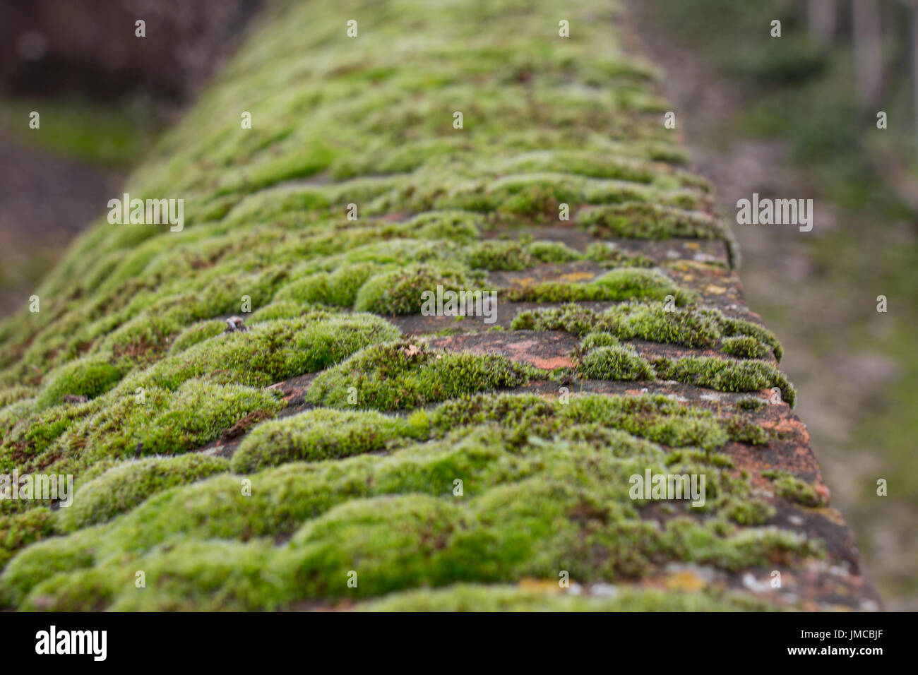 The view of a green moss covering an ancient wall Stock Photo - Alamy