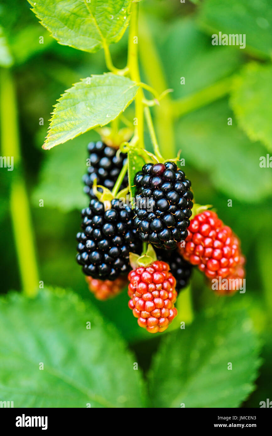 Blackberry tree photo hi-res stock photography and images - Alamy