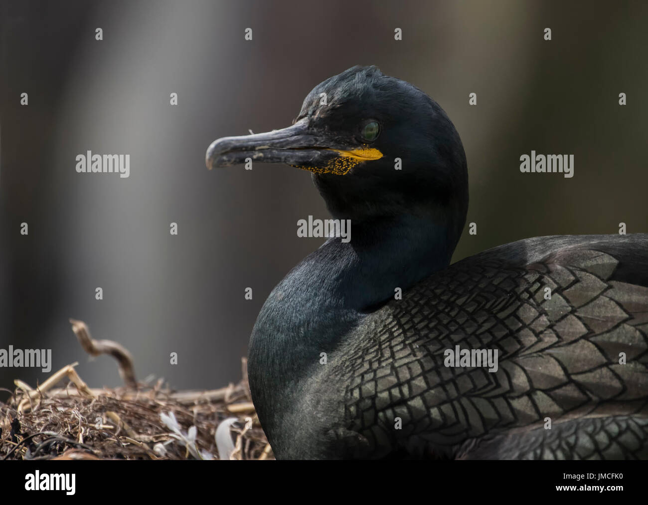 European Shag on nest Stock Photo - Alamy