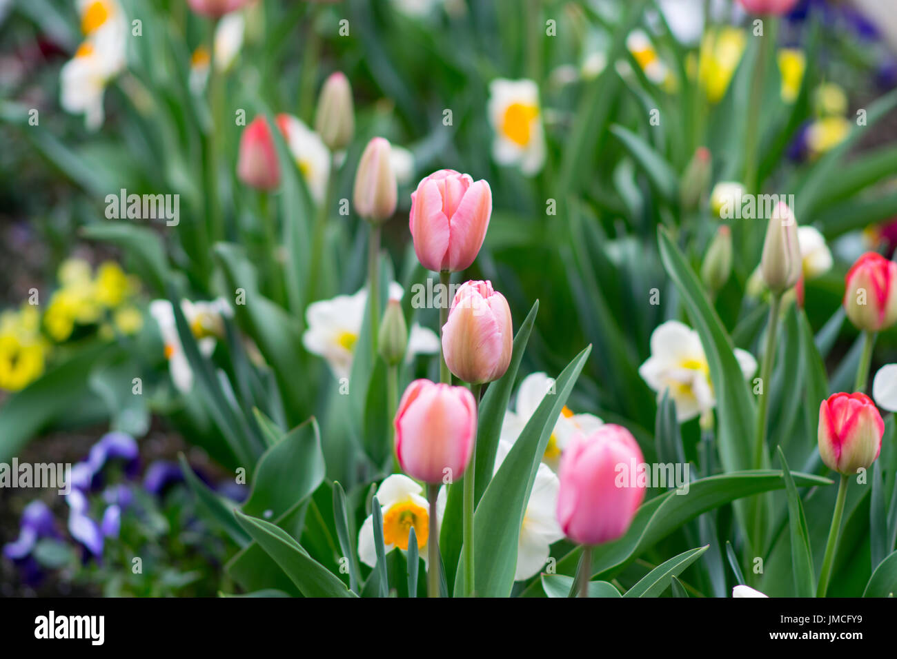 Prague flower hi-res stock photography and images - Alamy