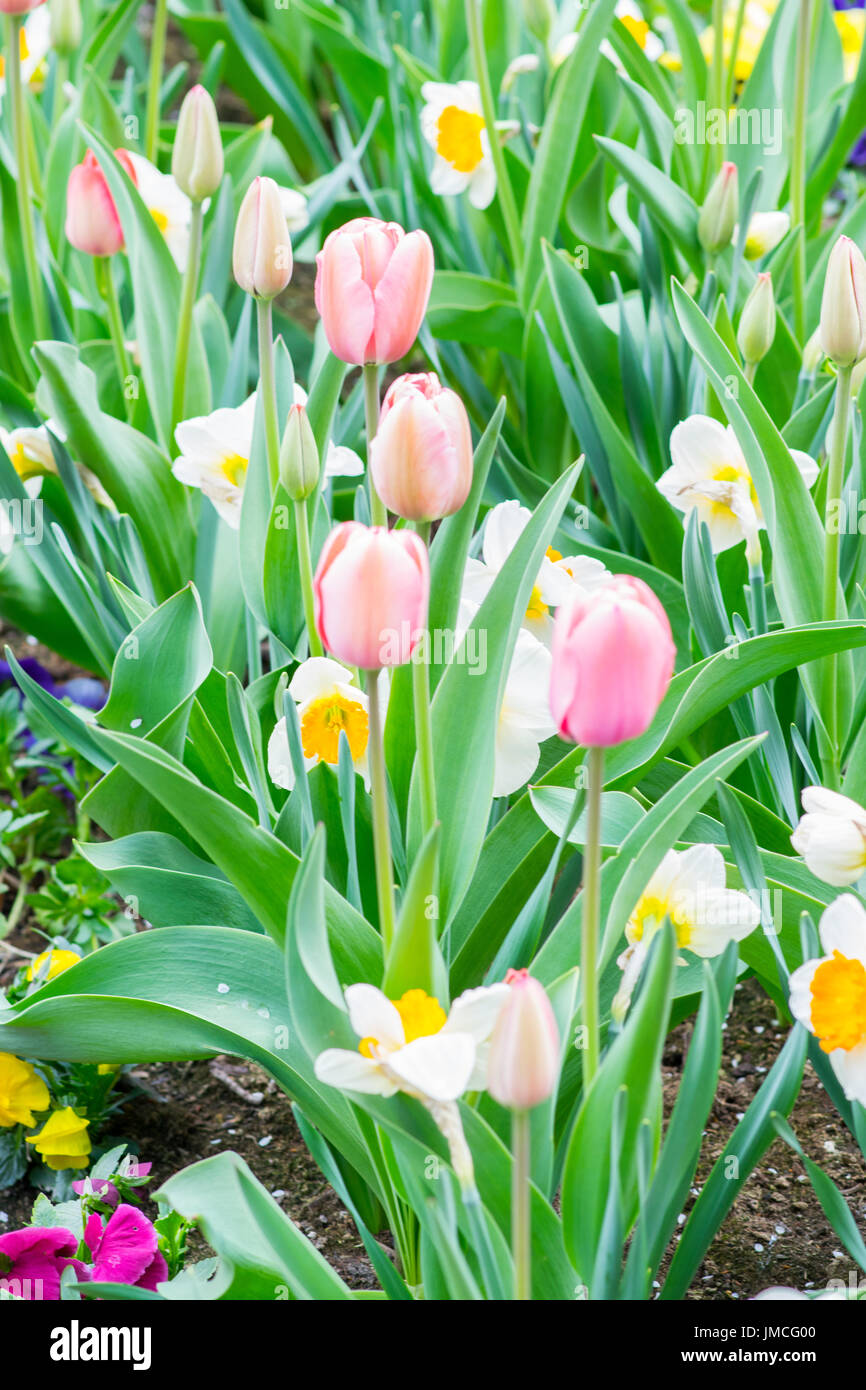 Prague flower hi-res stock photography and images - Alamy