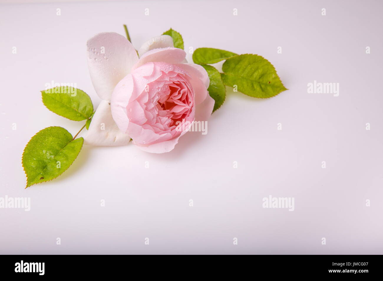 Beautiful English rose flower on white background Stock Photo - Alamy