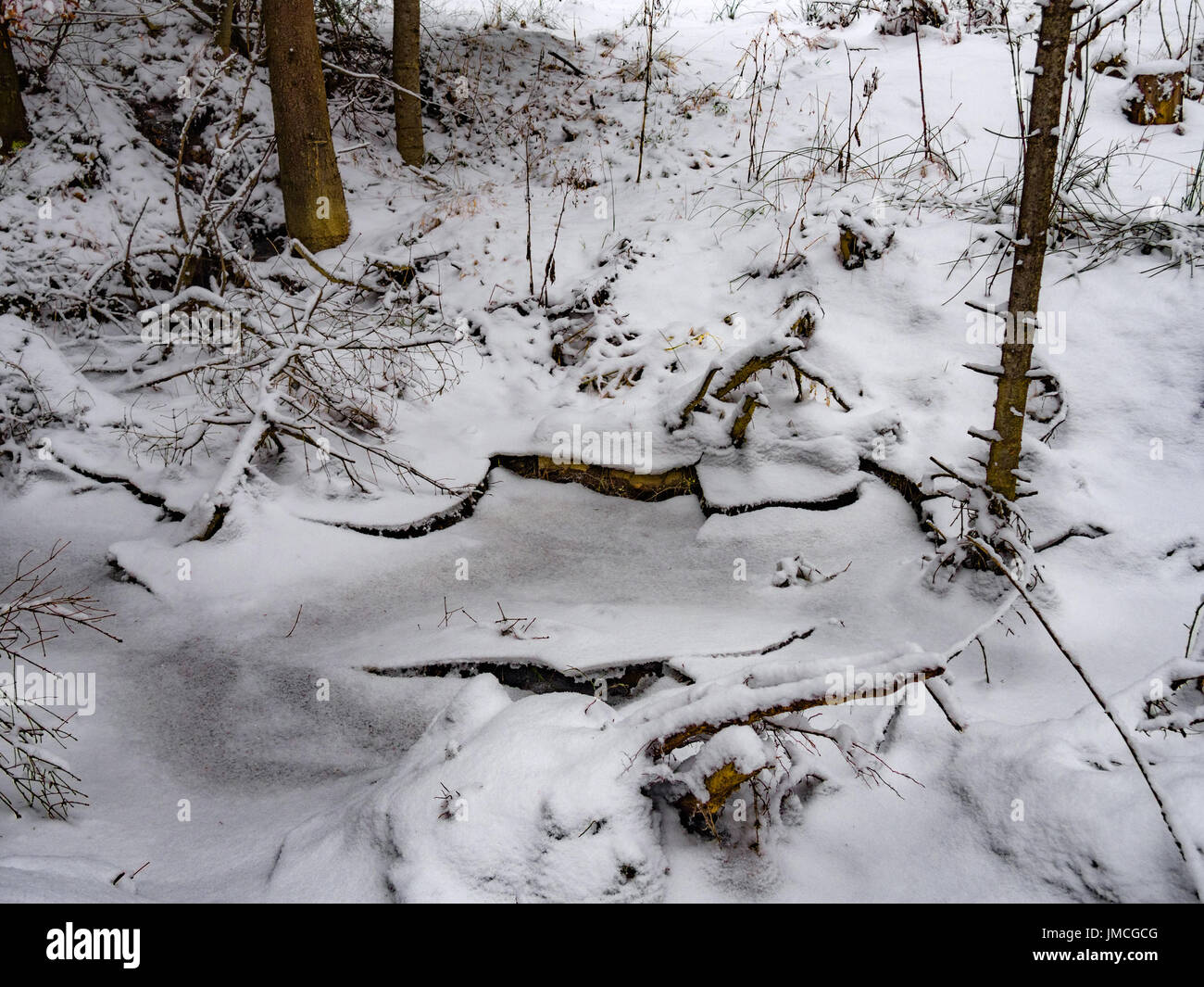 Frozen stream in forest Stock Photo - Alamy