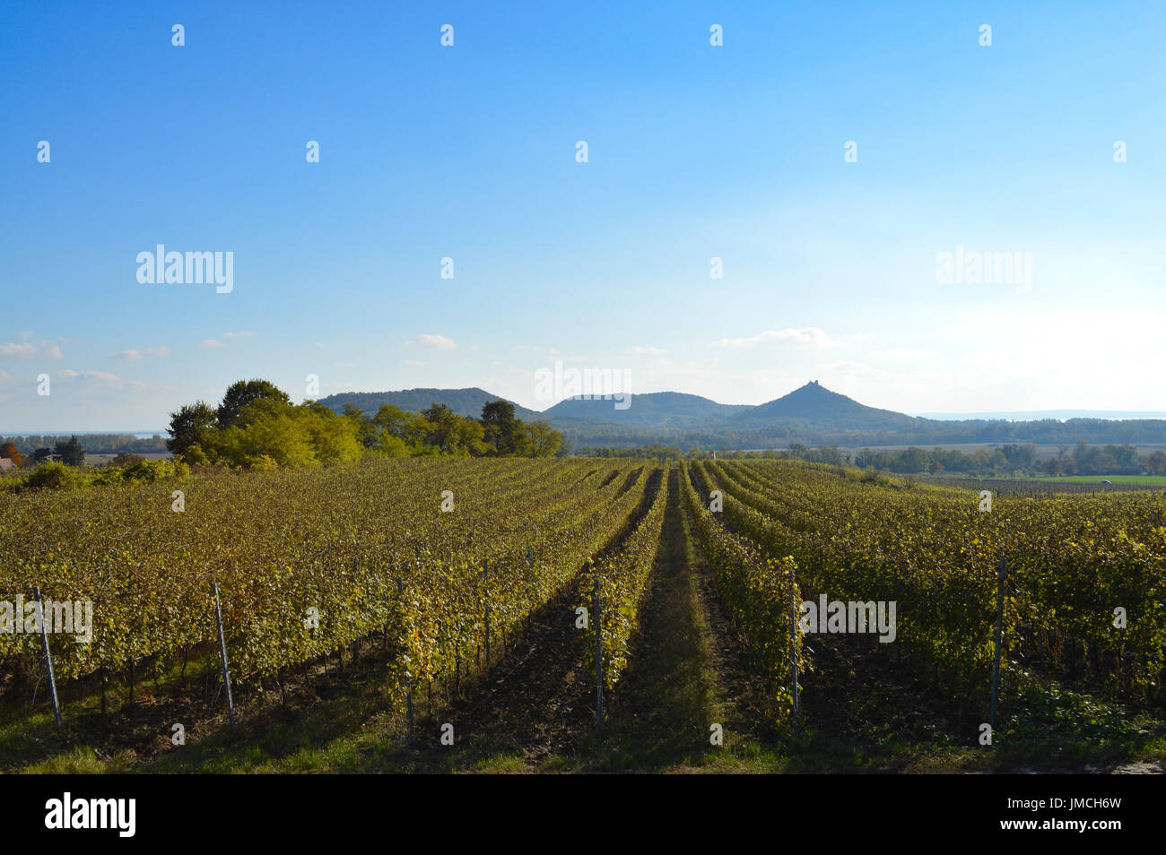 Balaton vineyard hi-res stock photography and images - Alamy