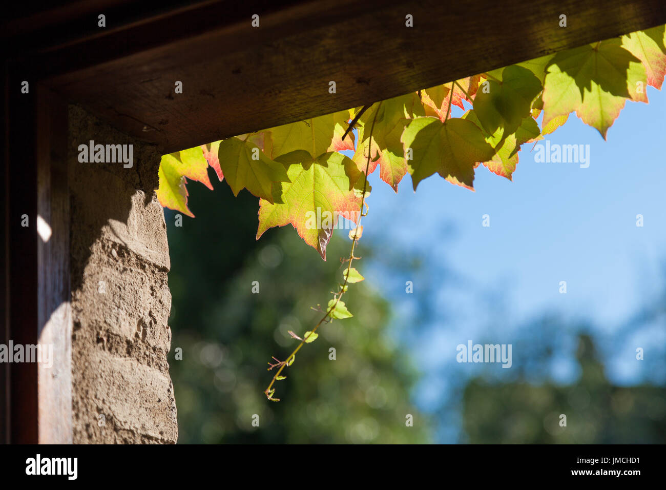 the sun and summer on a small Italian farm with vineyards in Umbria ...