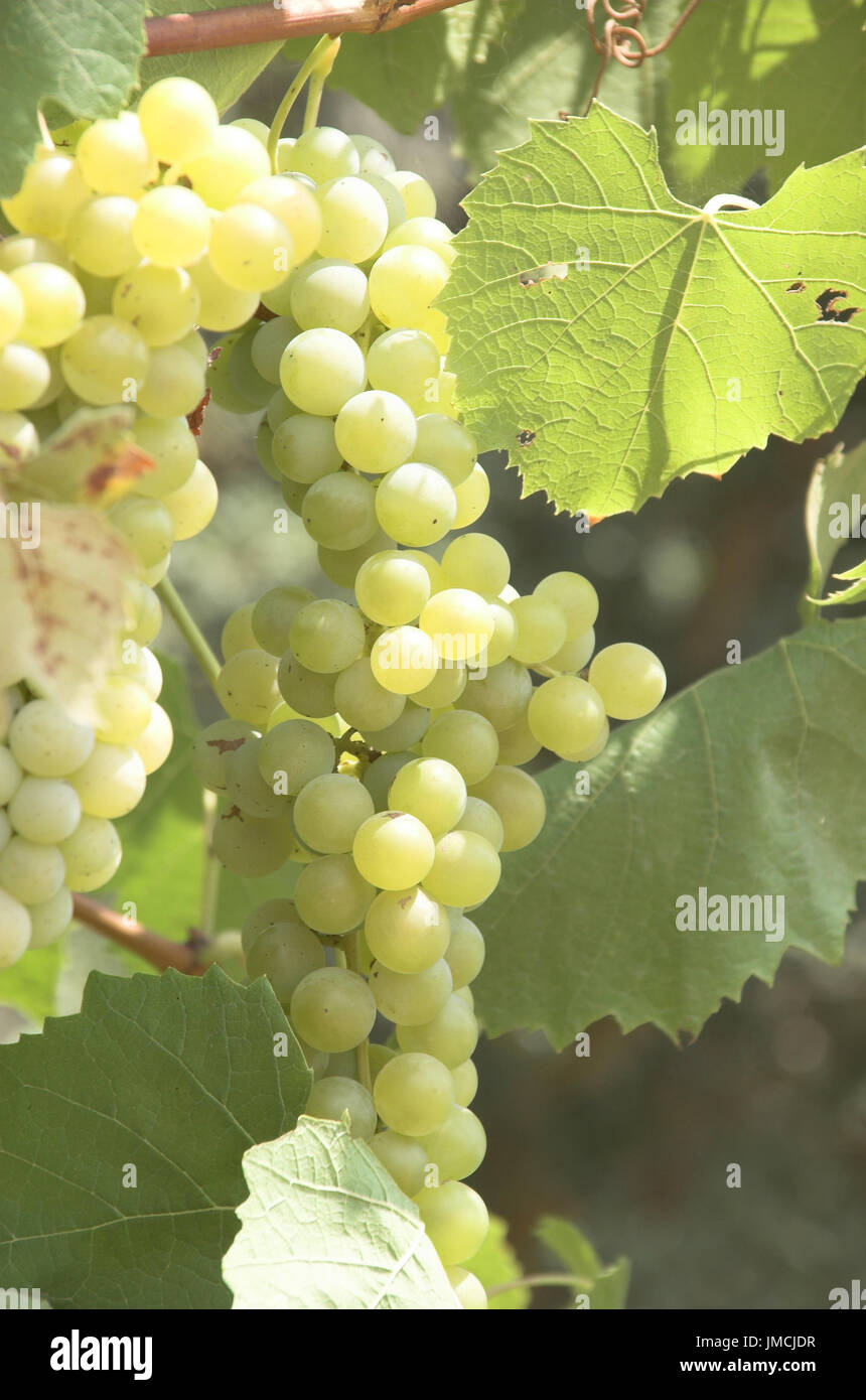 Planta de fruta hi-res stock photography and images - Alamy