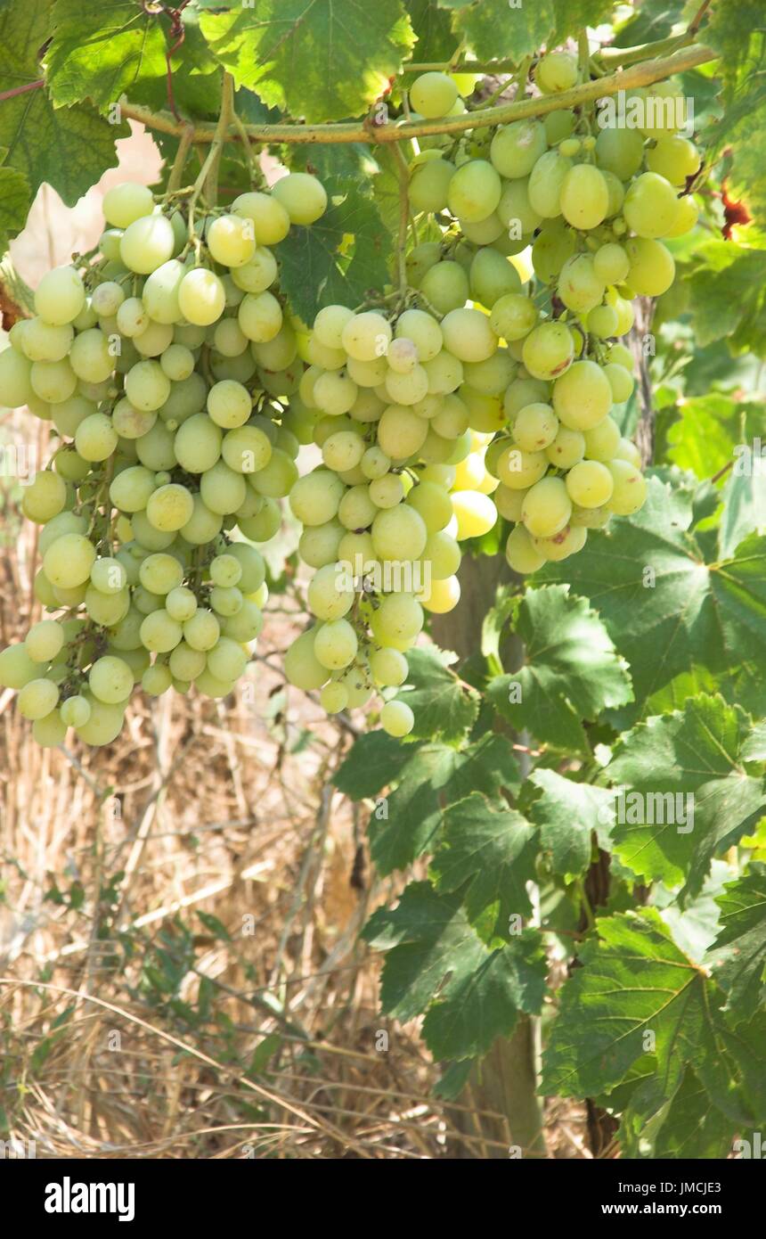 Planta de fruta hi-res stock photography and images - Alamy