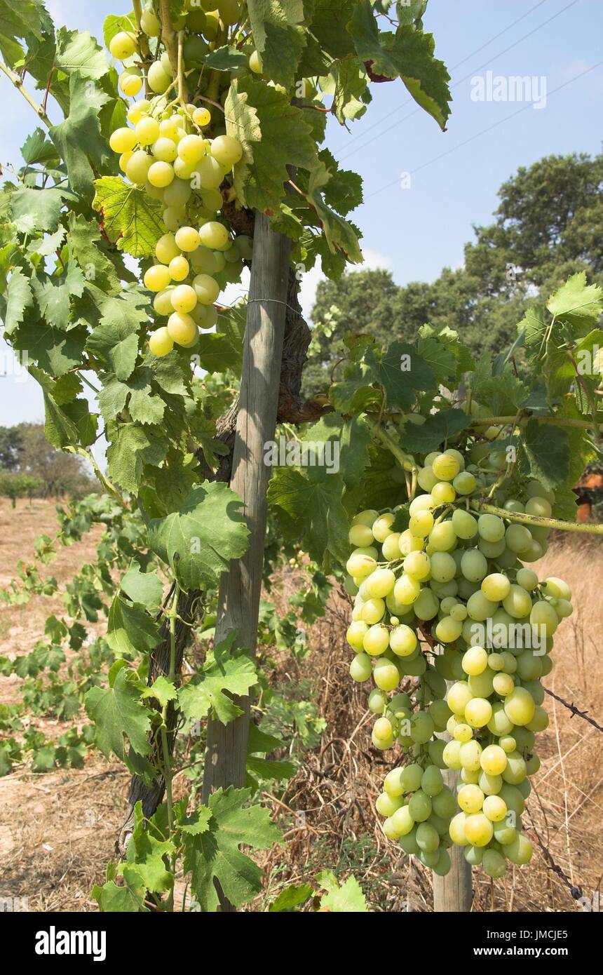 Planta de uvas hi-res stock photography and images - Alamy