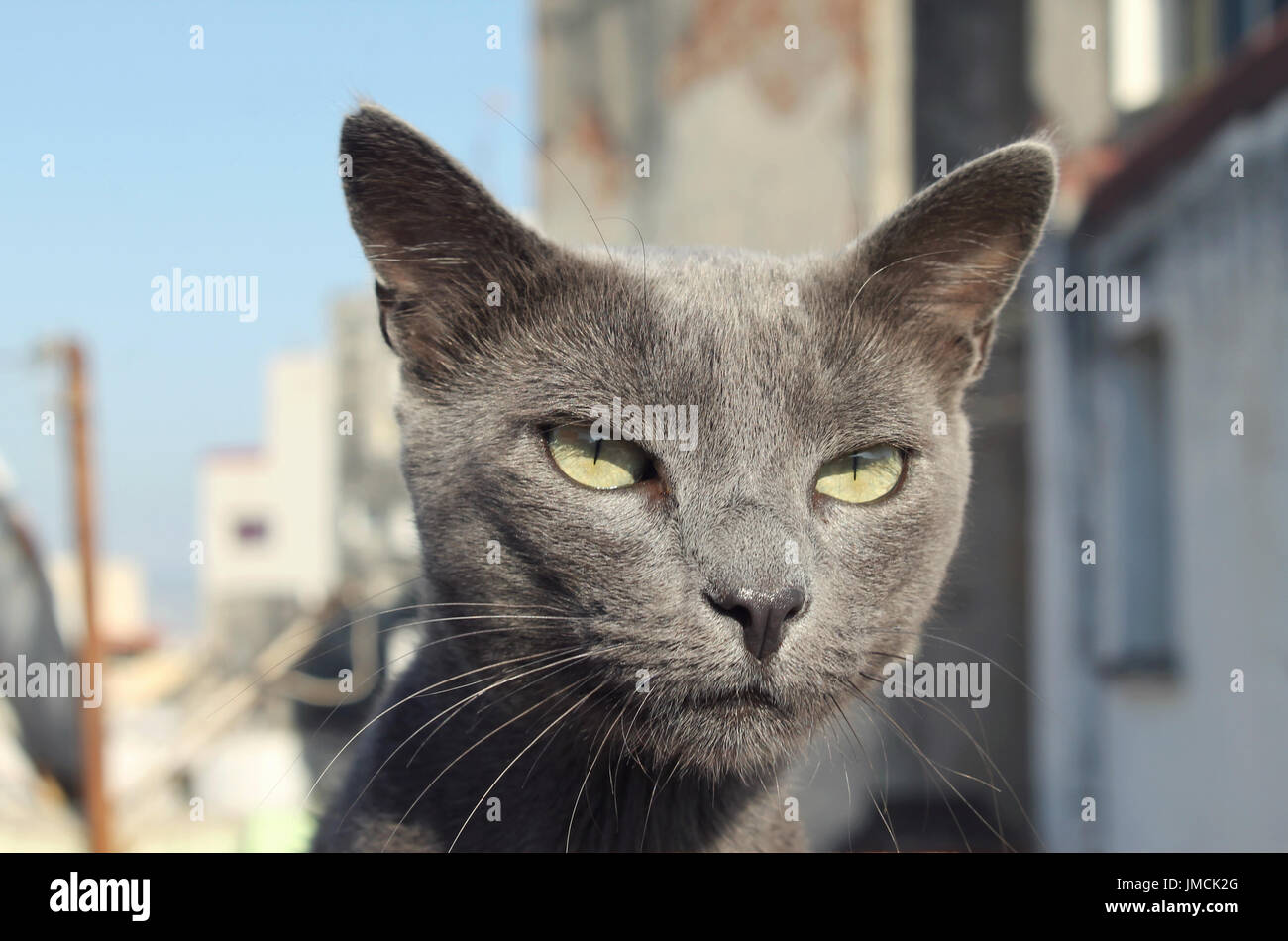 Serious Looking Cat High Resolution Stock Photography and Images - Alamy