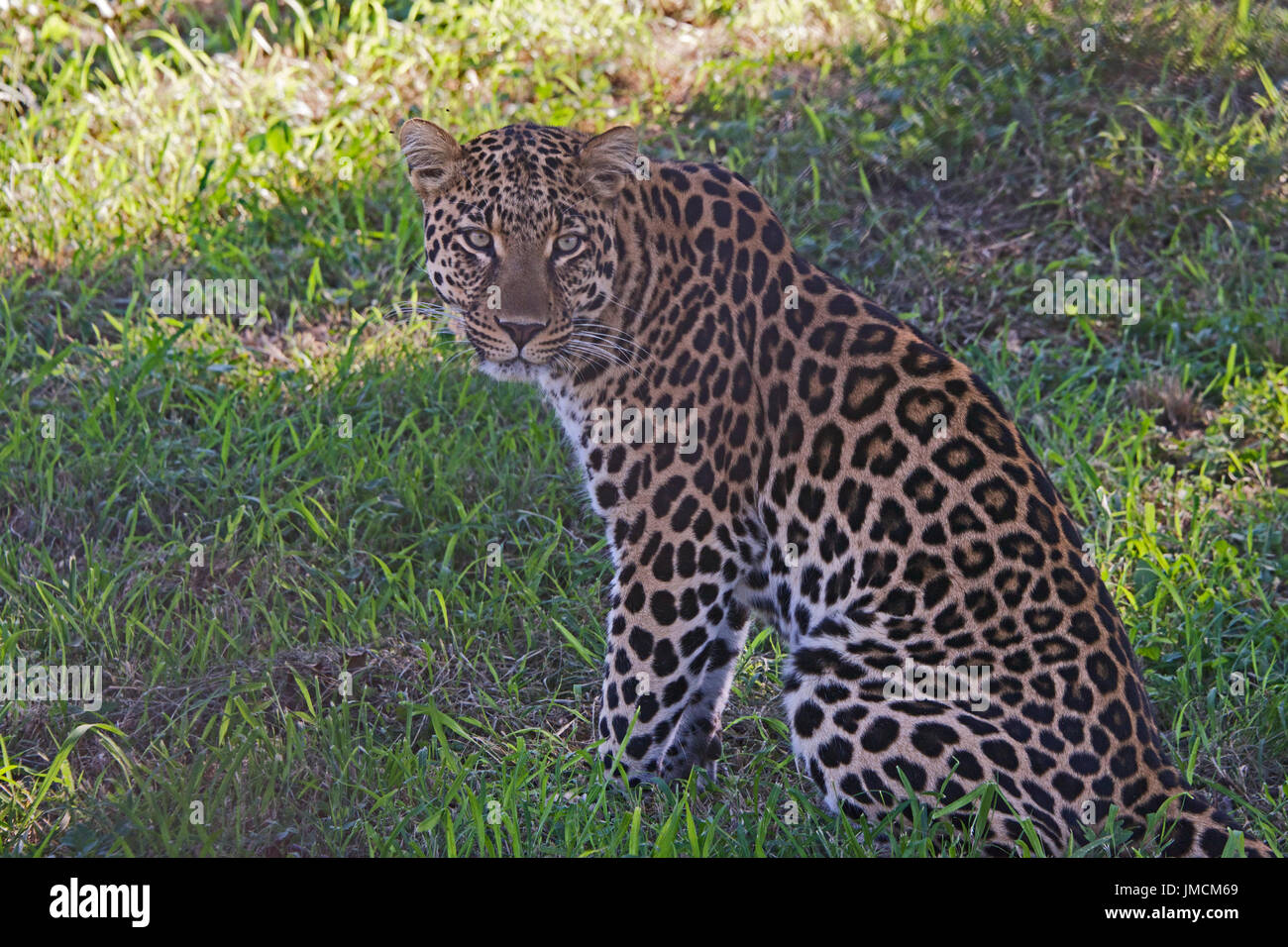 Leopard South Africa Stock Photo - Alamy