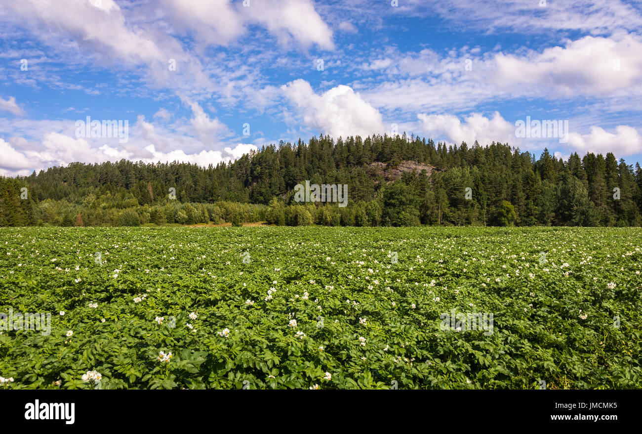 White flowers on potato plants with forest in the background ...