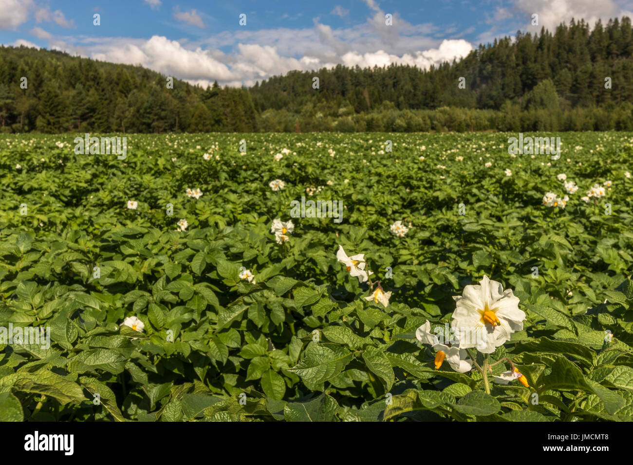 White flowers on potato plants with forest in the background ...