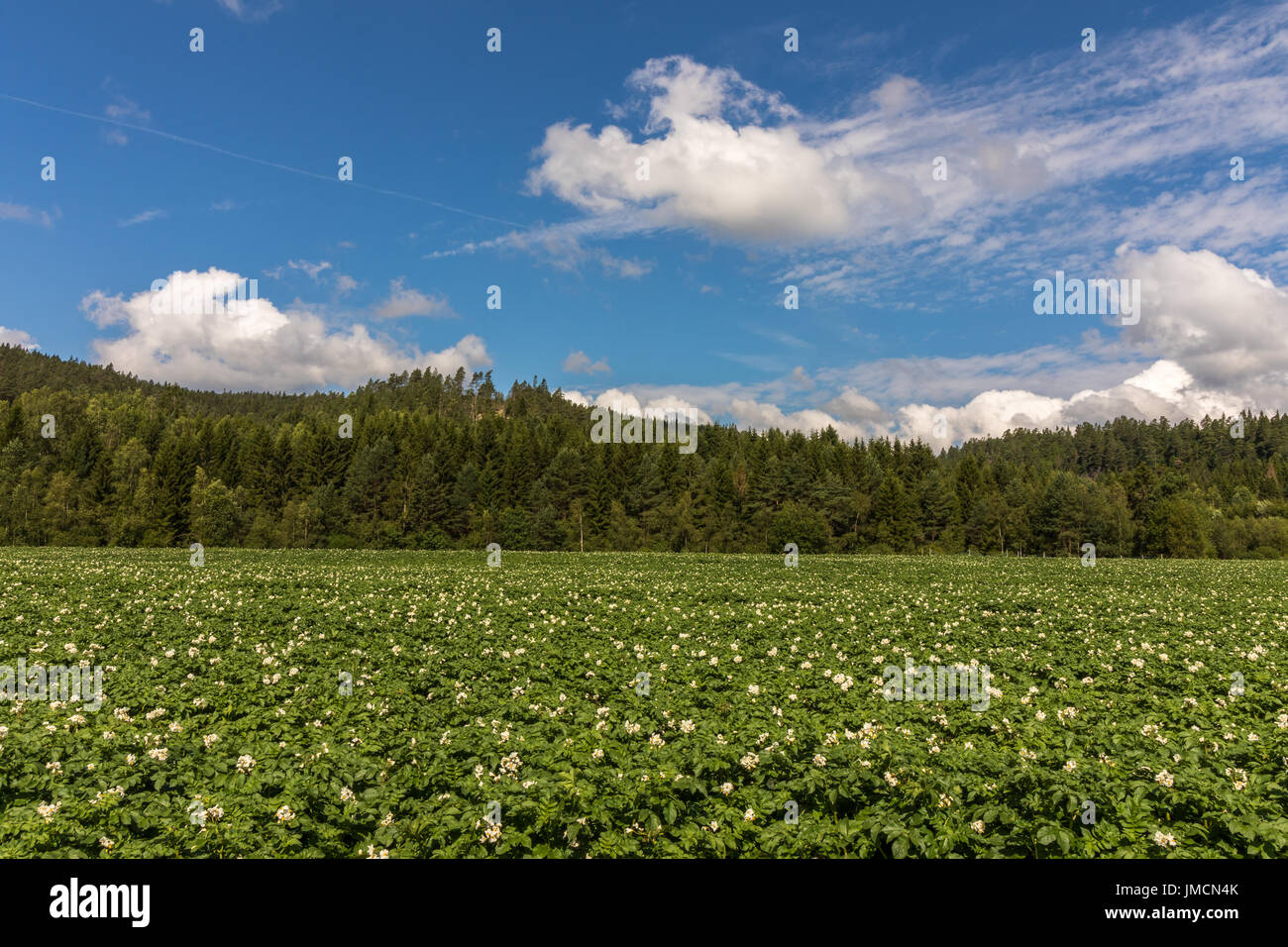 White flowers on potato plants with forest in the background, and ...