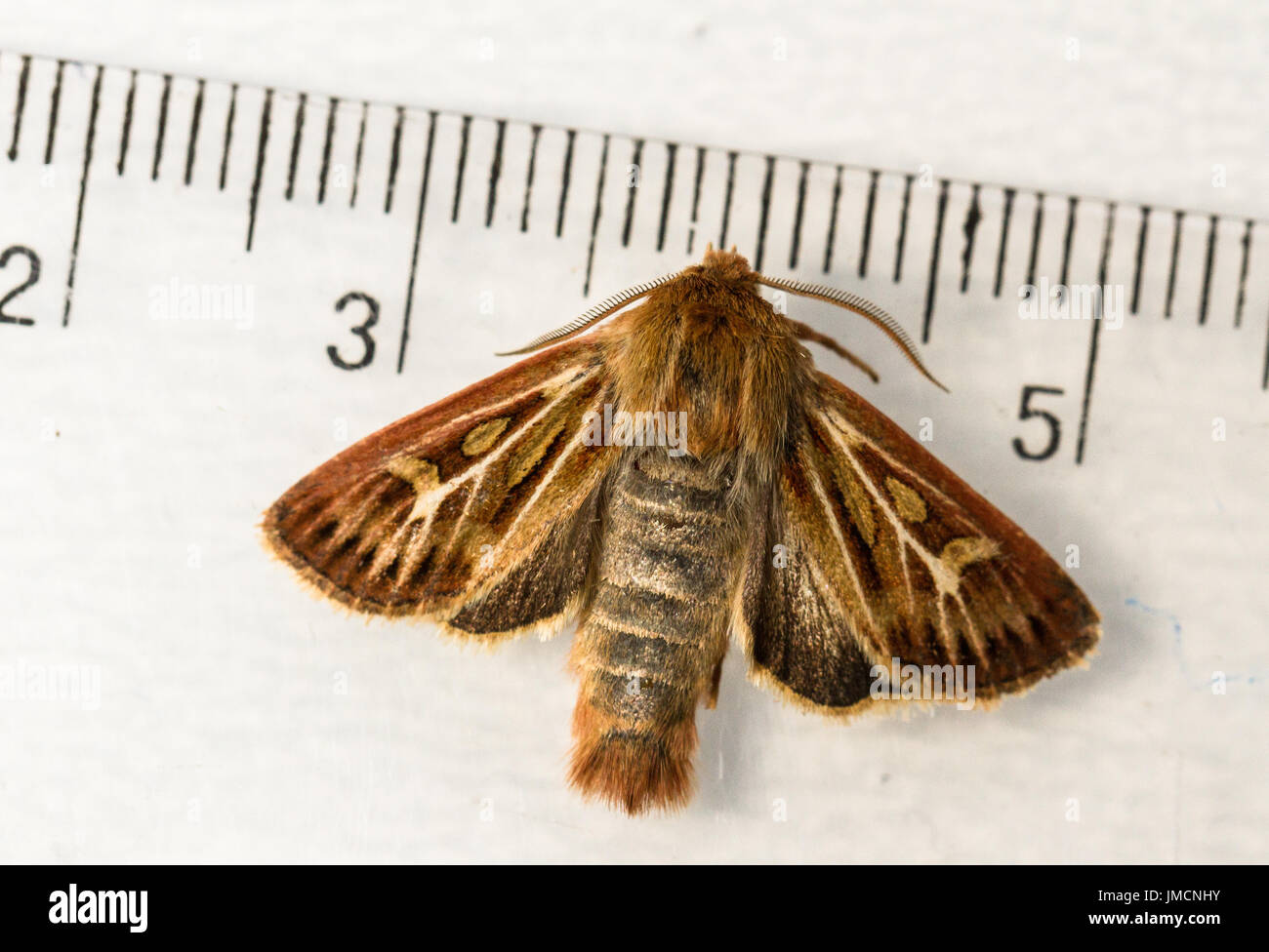 The nocturnal antler moth Cerapteryx graminis on a white background ...