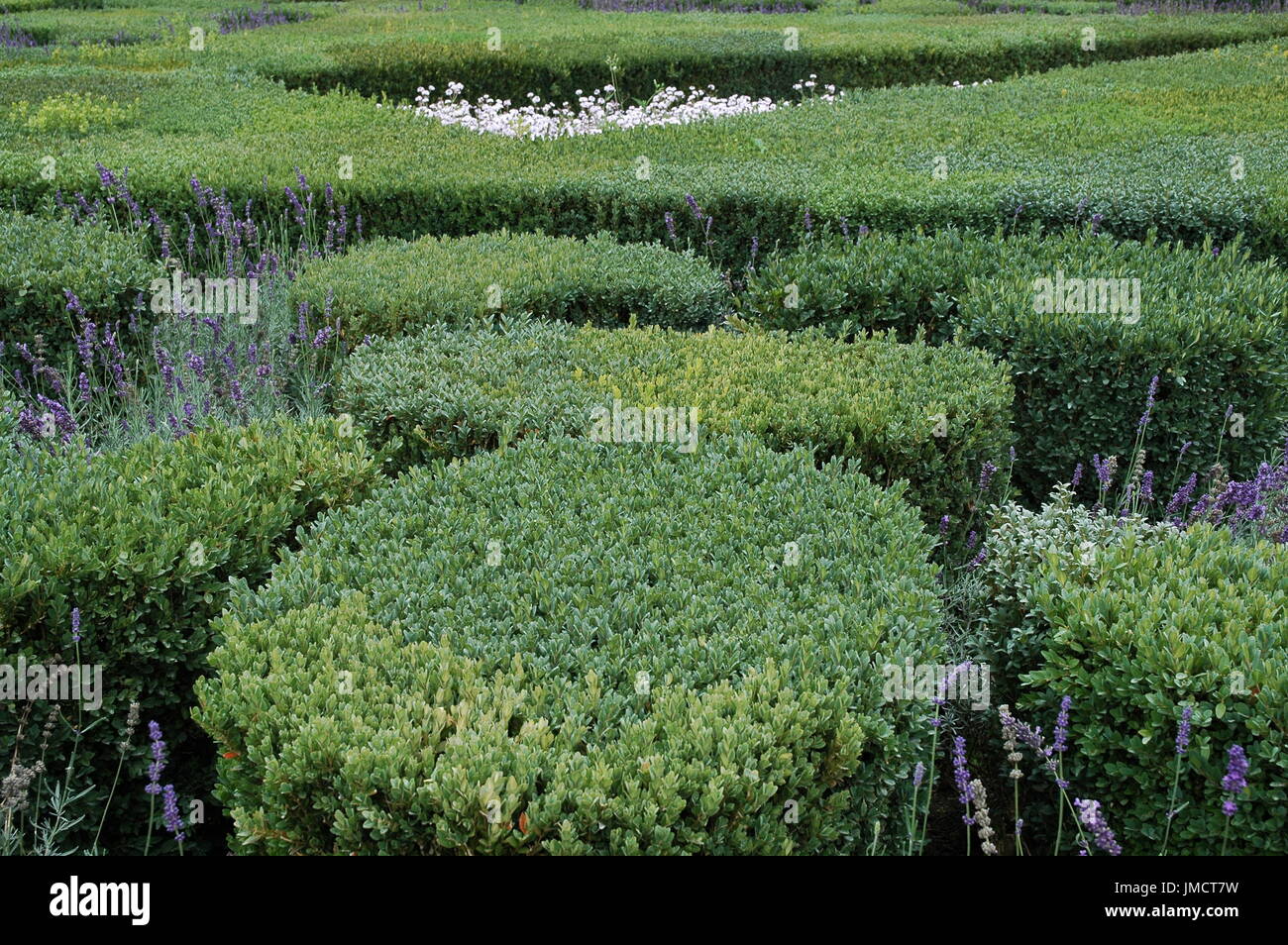 Renaissance garden formal lavender hi-res stock photography and images ...