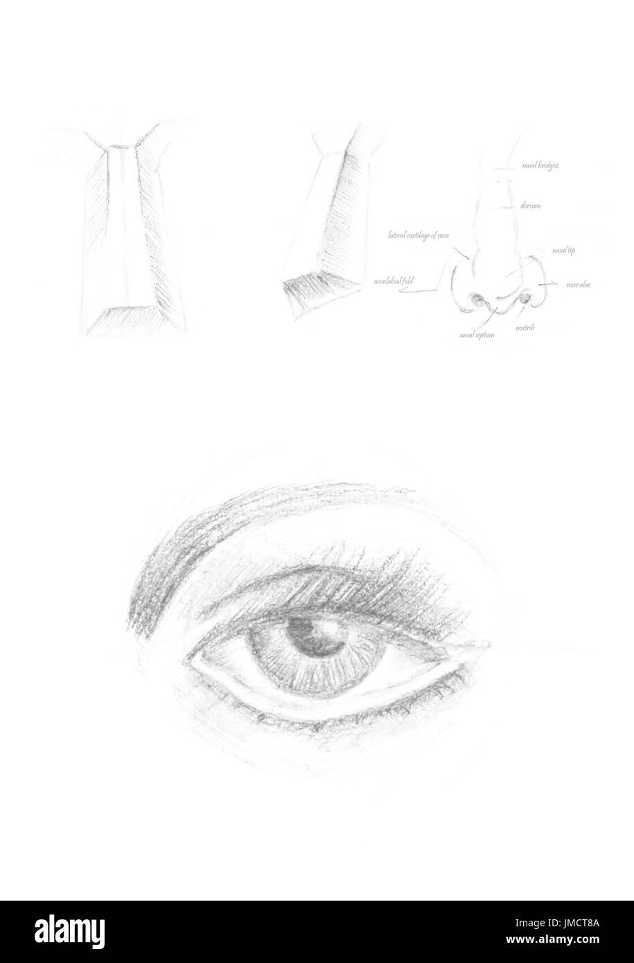 Drawing Human Noses