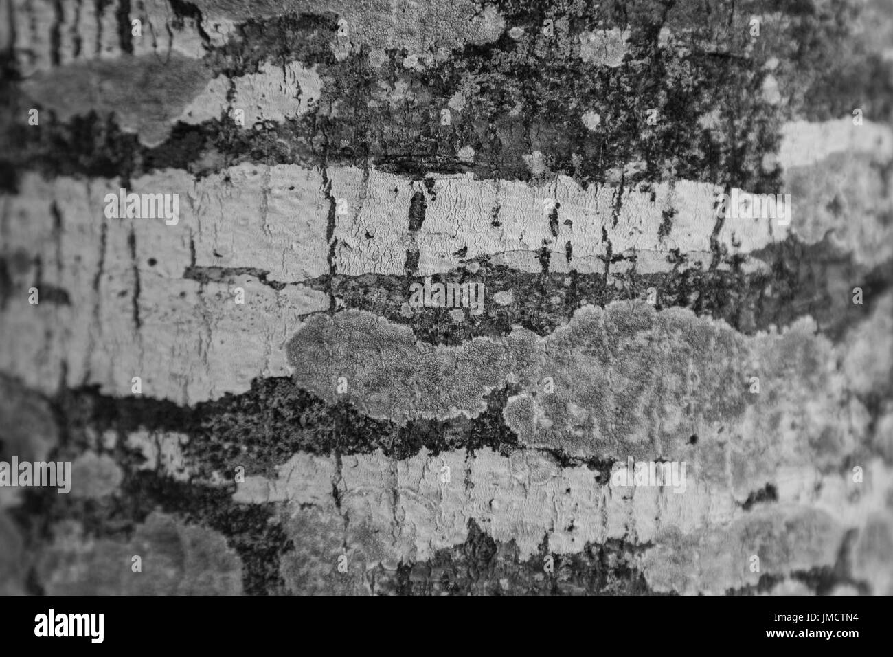 Black white abstract tree hi-res stock photography and images - Alamy