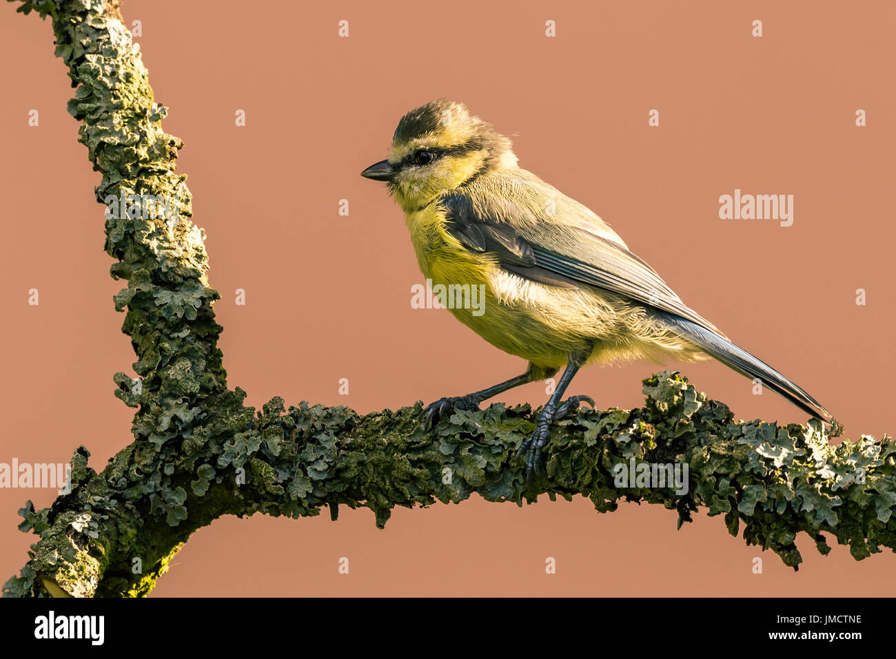 Horizontal photo of single baby blue tit. The bird has nice yellow ...