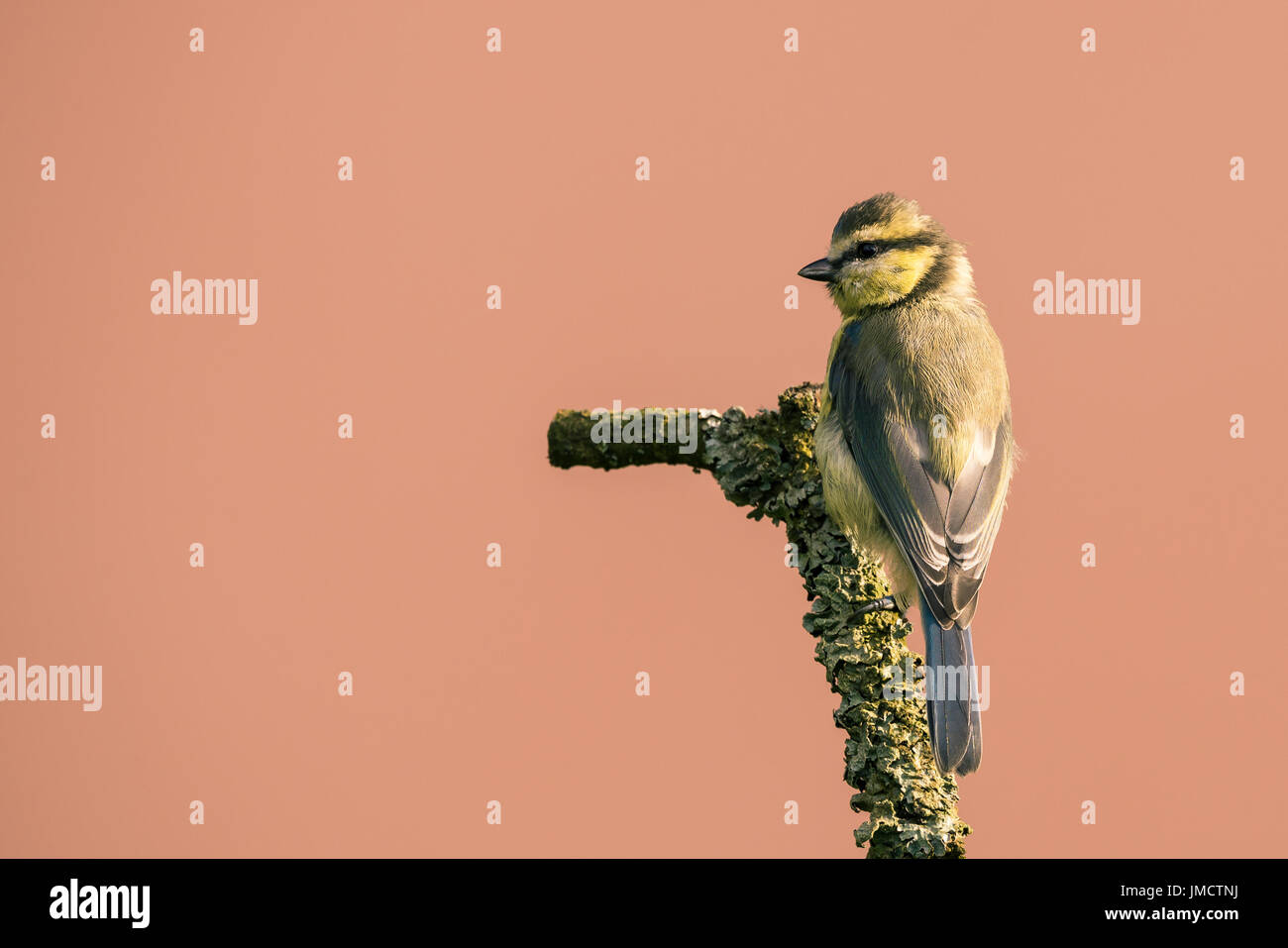 Horizontal photo of single baby blue tit. The bird has nice yellow ...