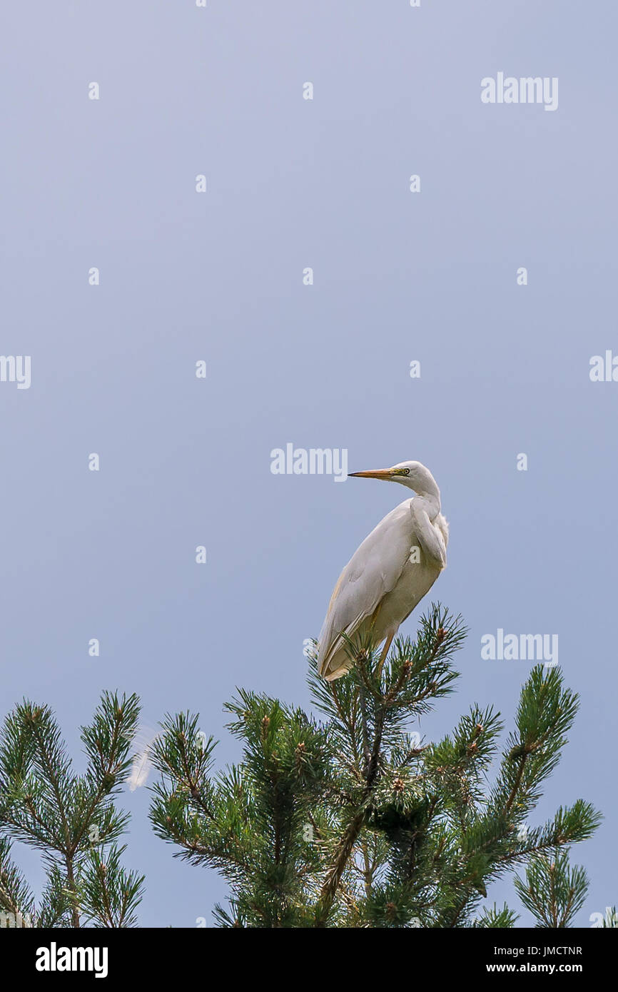 White long neck bird with yellow beak hi-res stock photography and ...