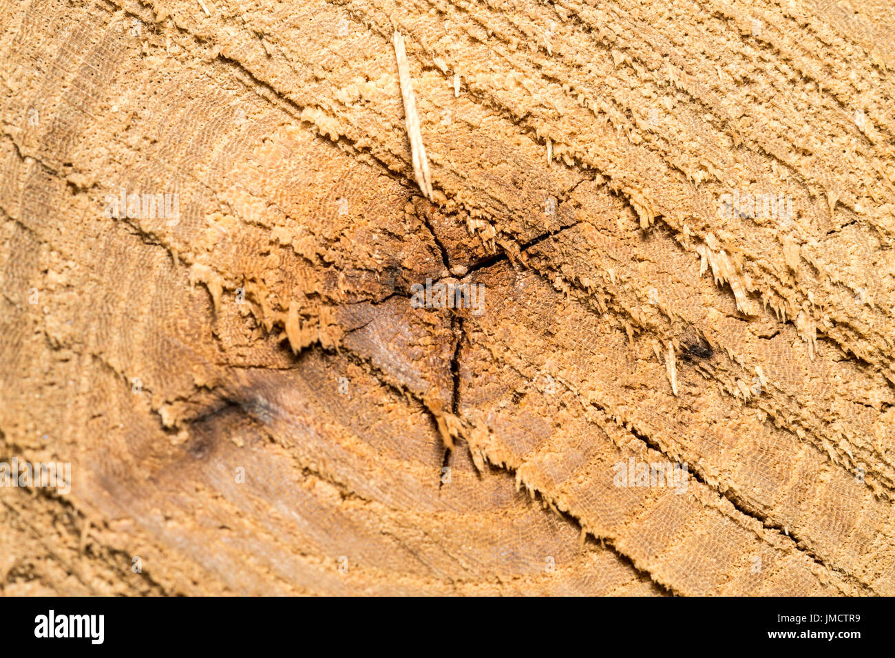 Close detail shots of chainsaw cut marks across limb Stock Photo - Alamy