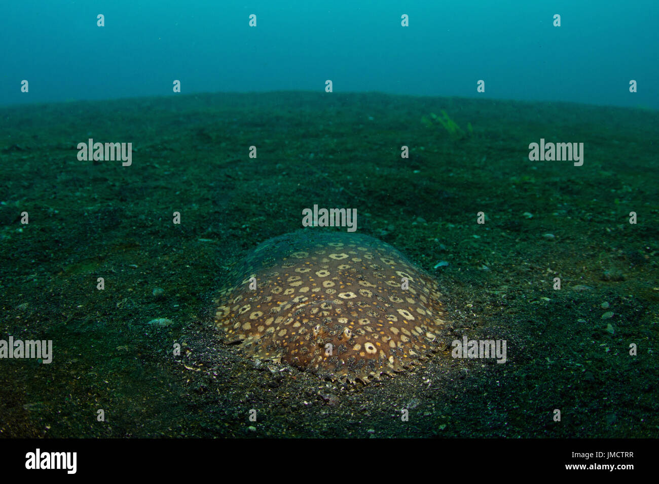 Exotic fish species of the world Stock Photo - Alamy