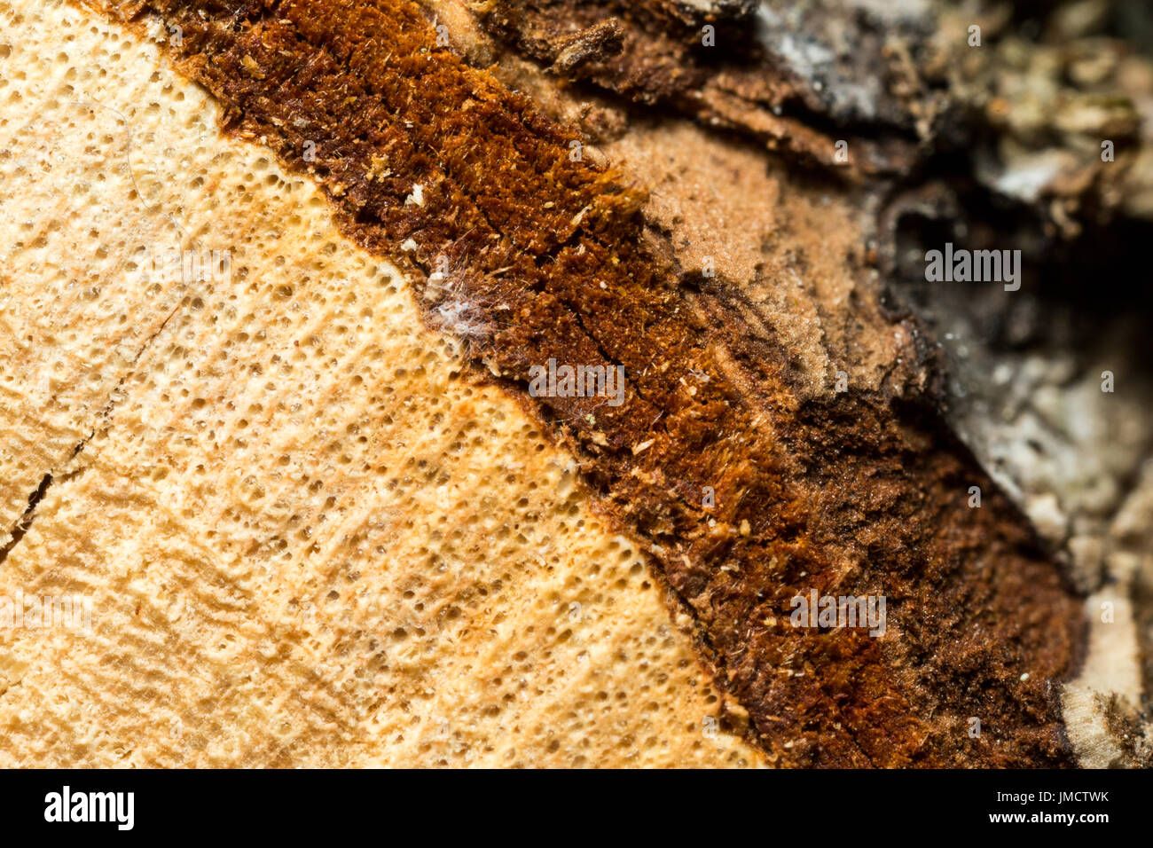 Tree cross section oak hi-res stock photography and images - Alamy