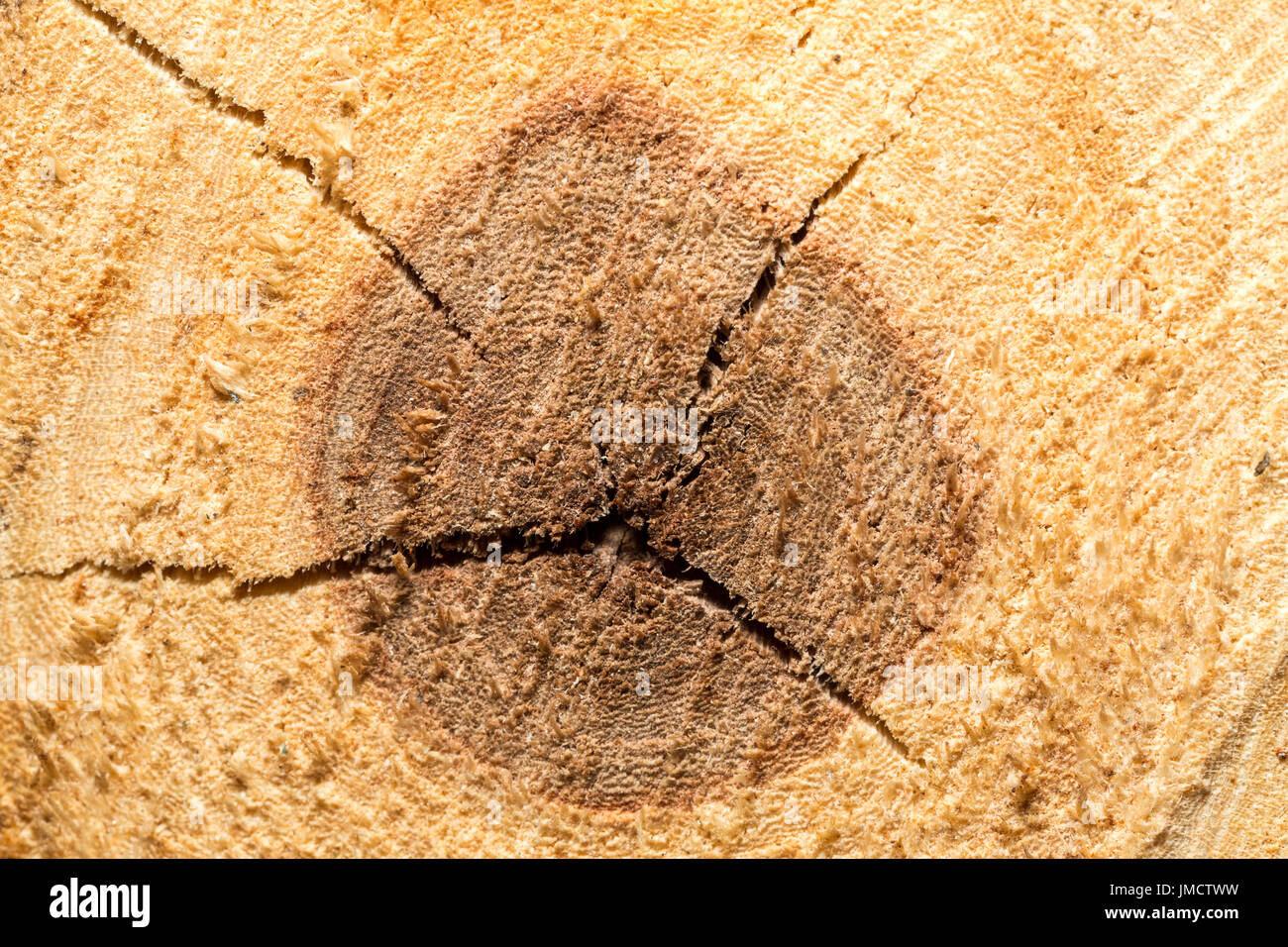 Macro, high magnified image of oak log end cut. Shows wood layers and fine texture detail Stock ...
