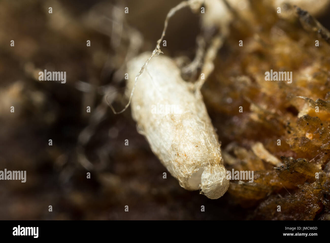 Insect cocoon Macro Photos Stock Photo - Alamy