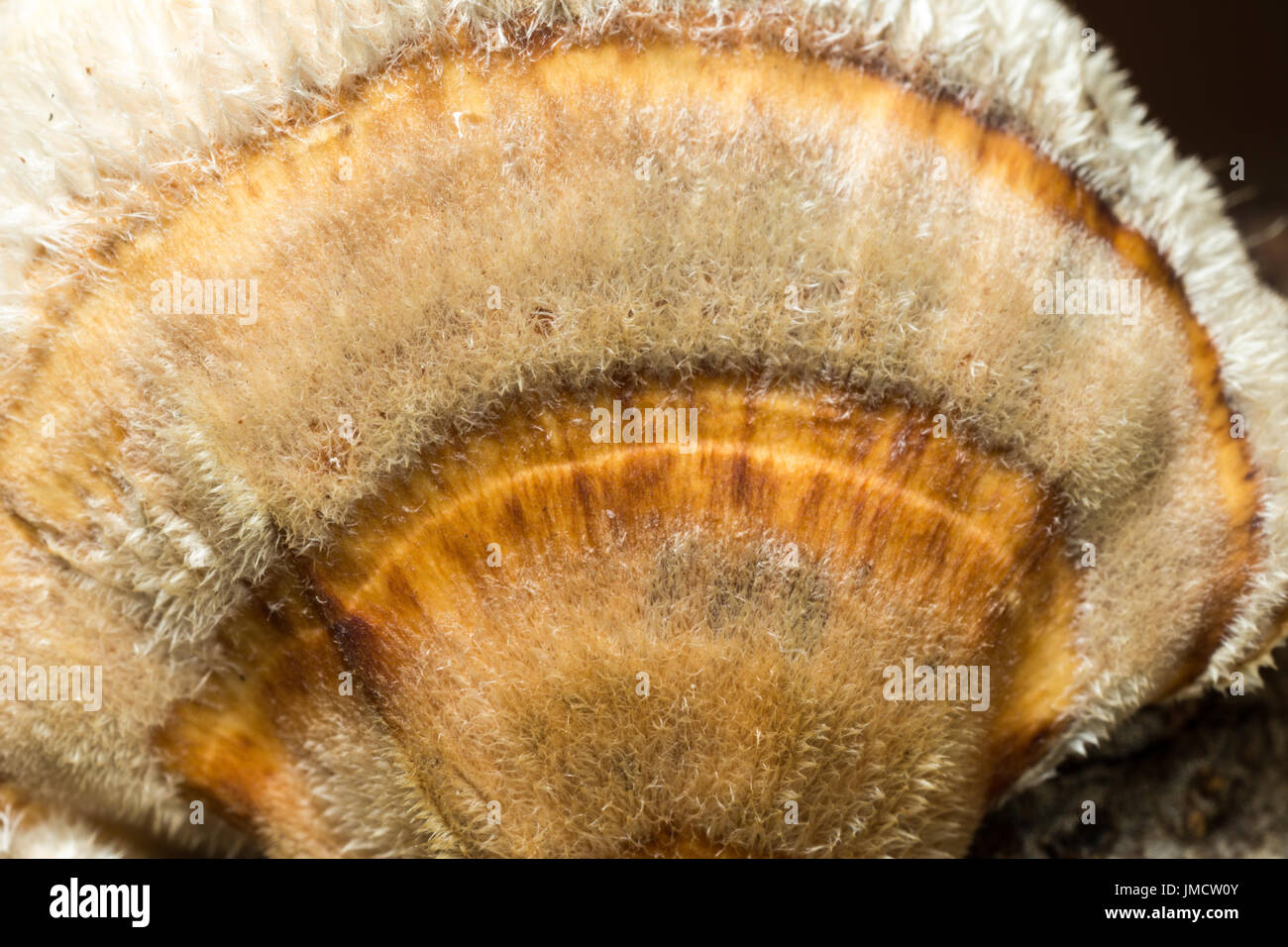 Macro of mushroom hi-res stock photography and images - Alamy