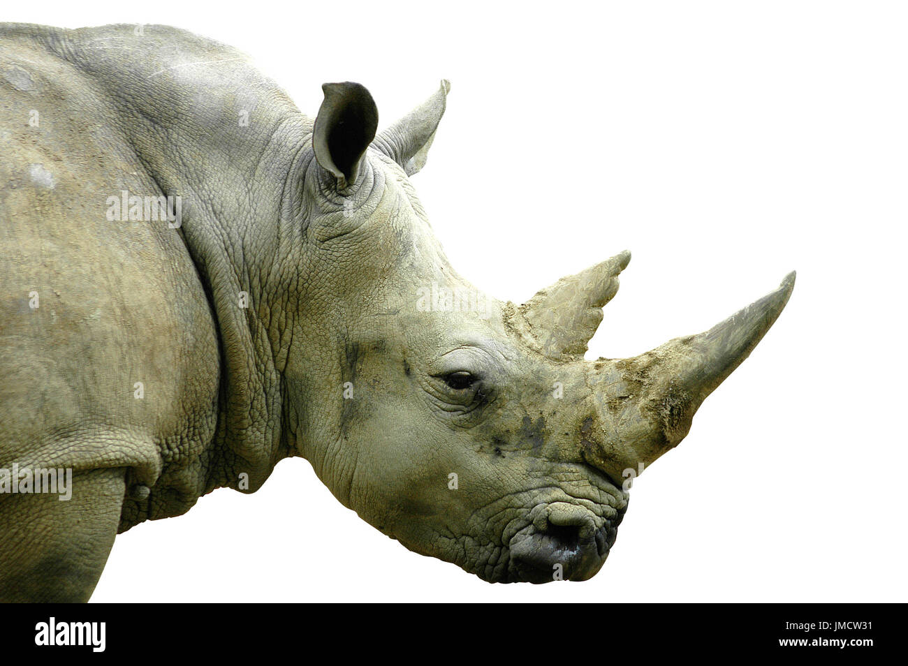 Giant rhino hi-res stock photography and images - Alamy