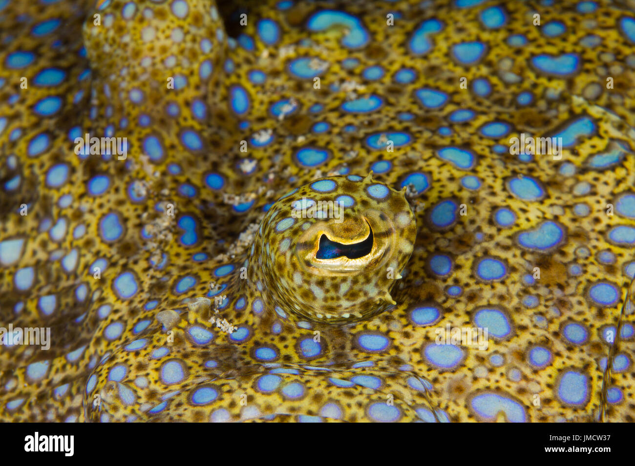 Exotic fish species of the world Stock Photo - Alamy