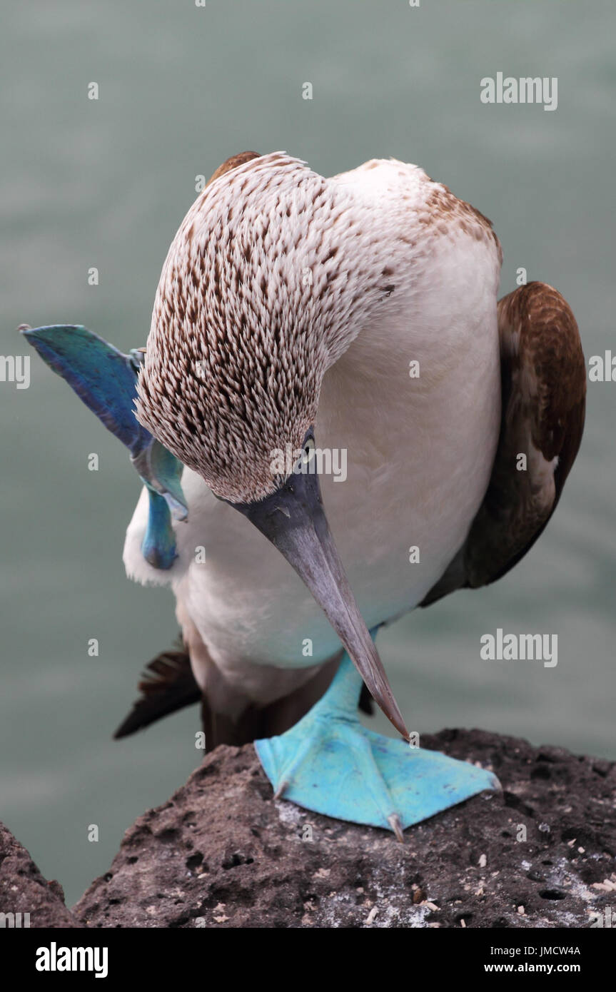 Exotic fish species of the world Stock Photo - Alamy