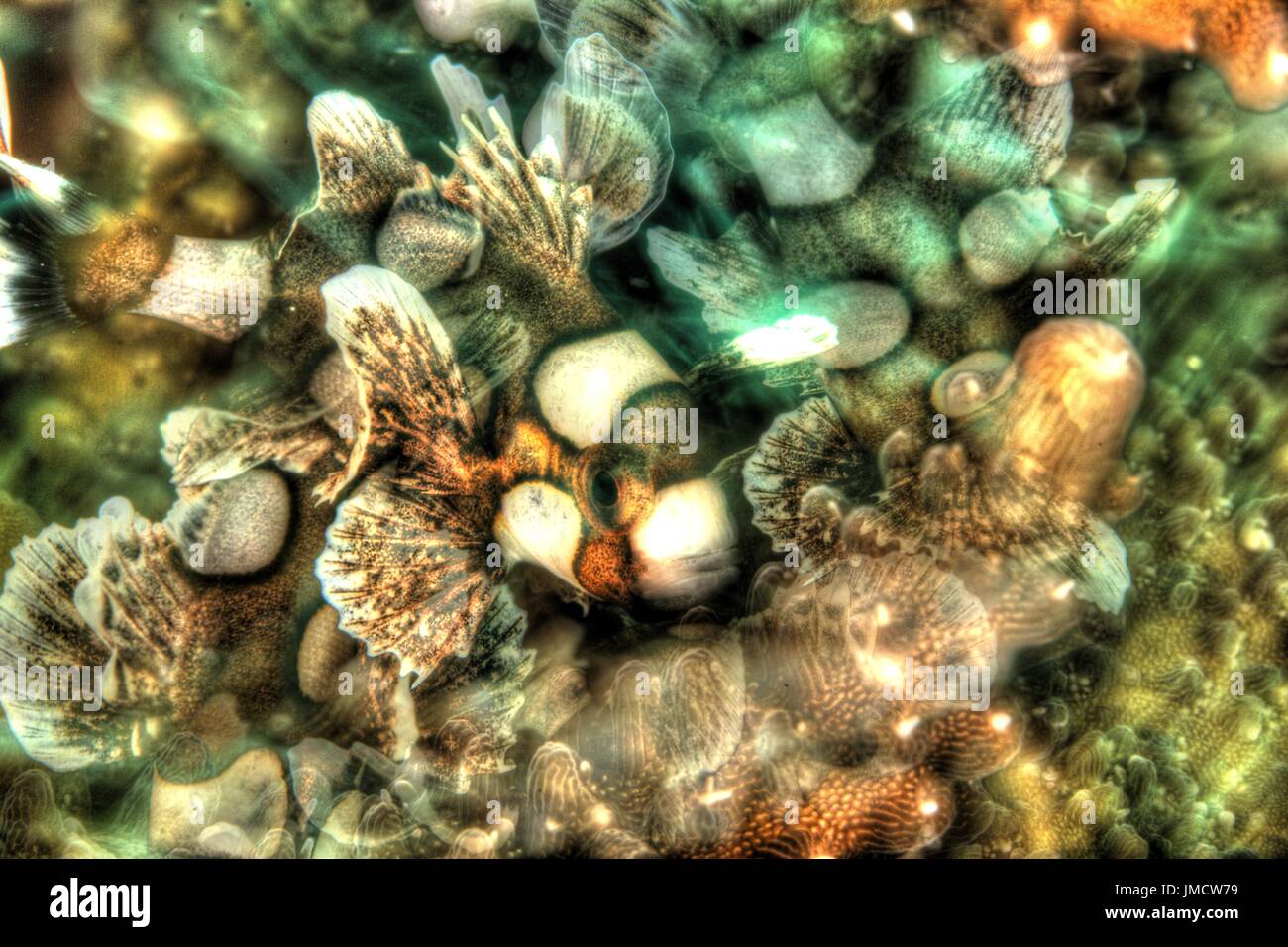 Exotic fish species of the world Stock Photo - Alamy