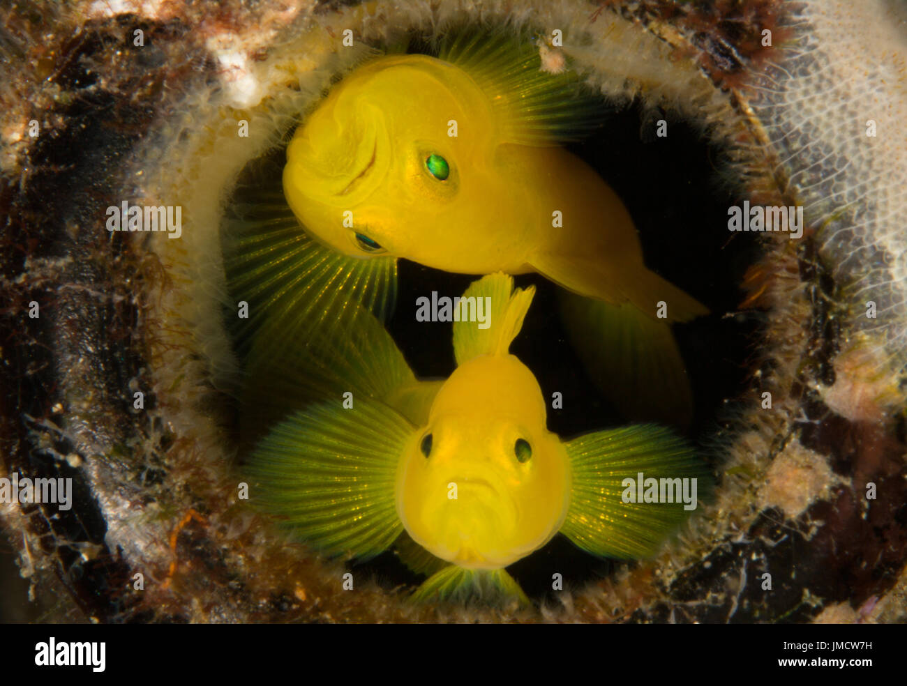 Exotic fish species of the world Stock Photo - Alamy