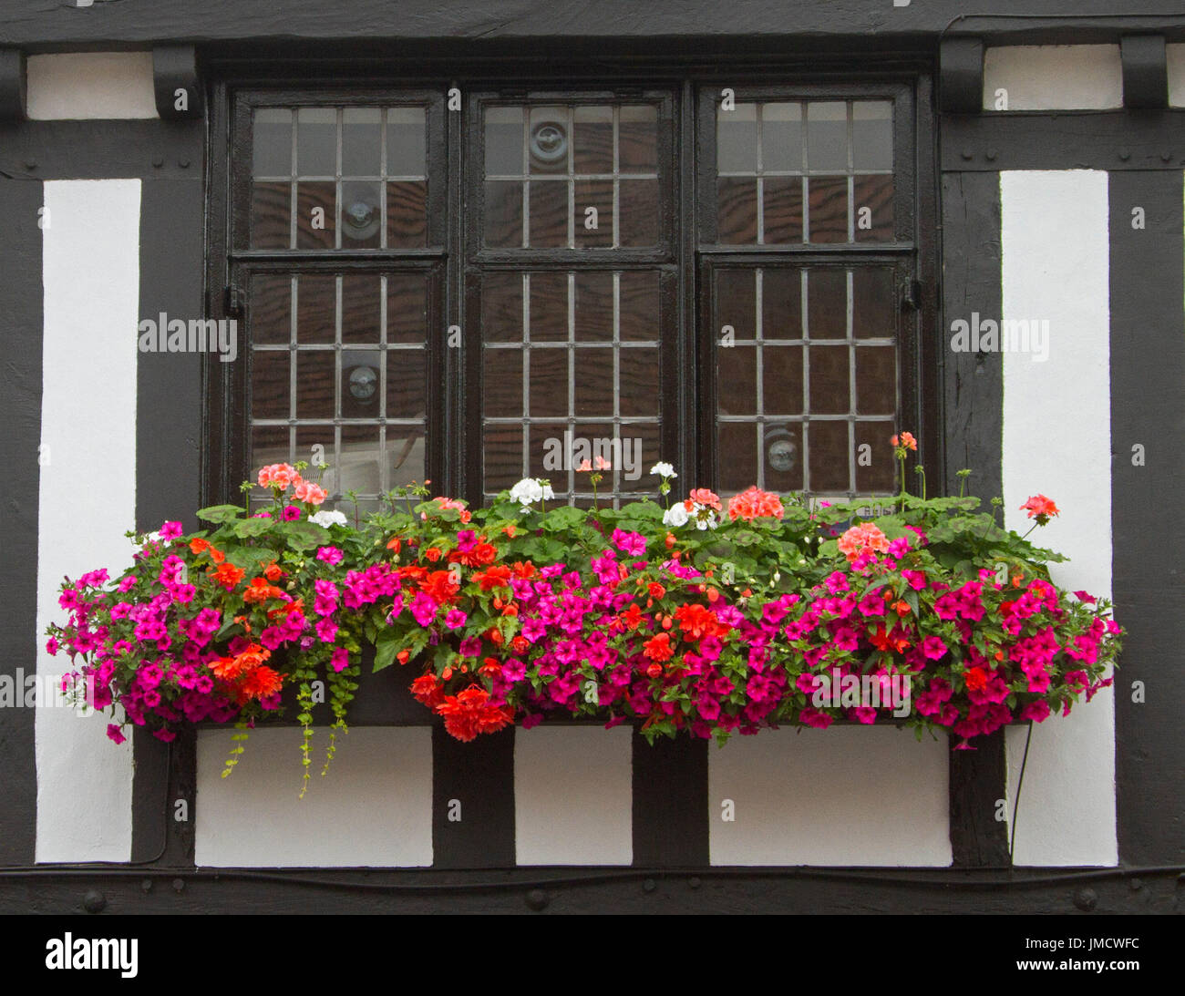 Petunia and geraniums hi-res stock photography and images - Alamy